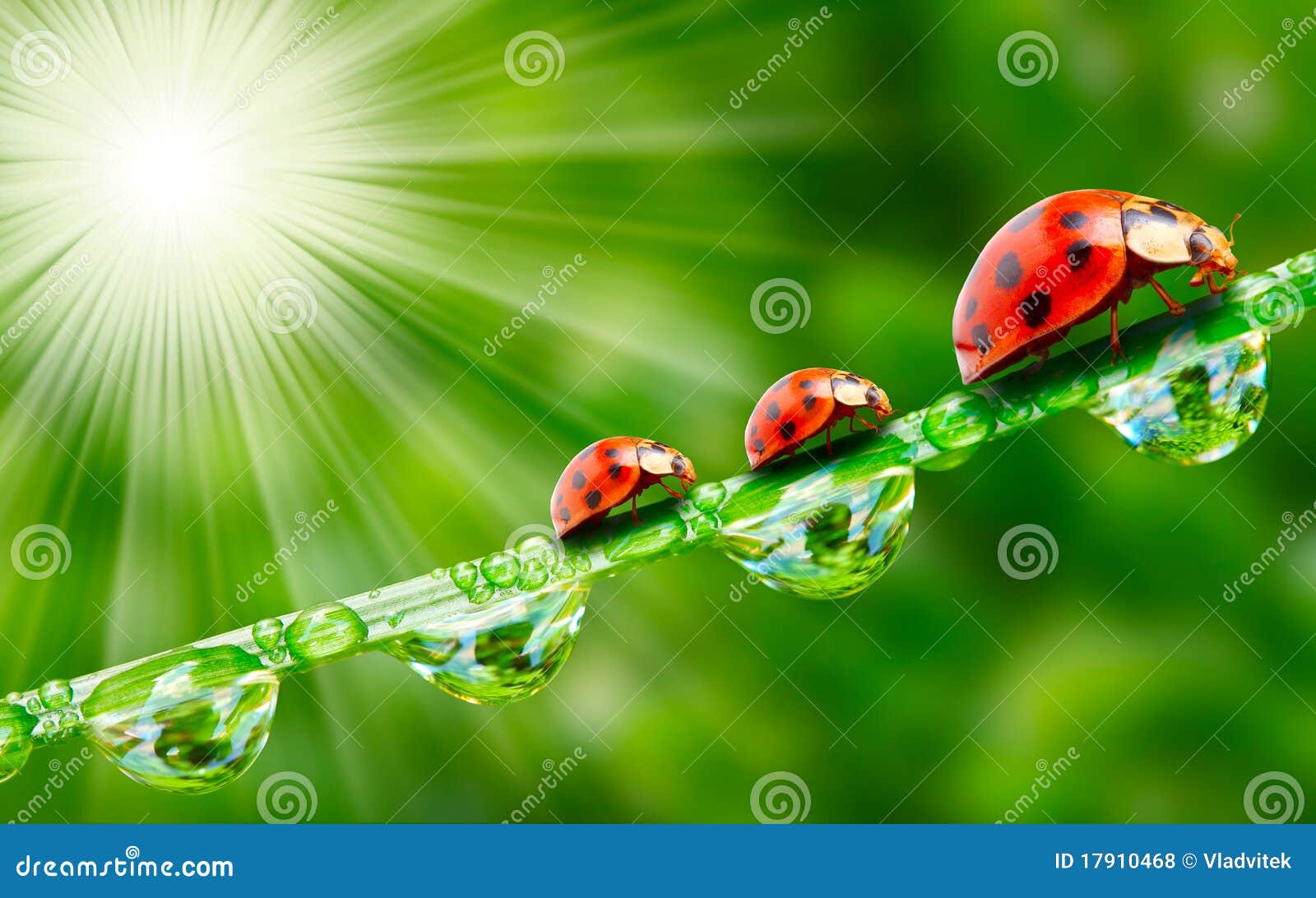 The Ladybugs. stock photo. Image of fresh, live, detail - 17910468