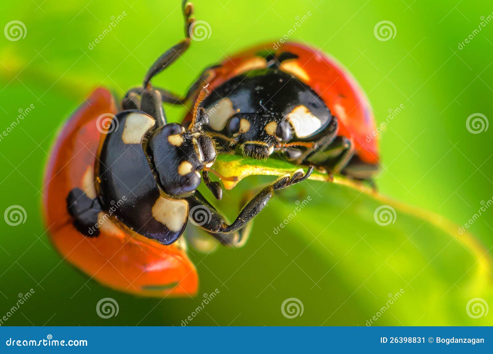 Ladybugs stock image. Image of ladybird, beetle, ladybug - 26398831