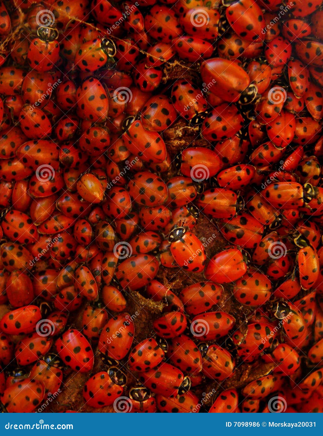 Ladybugs stock photo. Image of valley, kids, leafs, insect - 7098986
