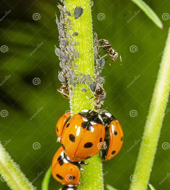 Ladybugs, ants and aphids stock photo. Image of aphids - 328046286