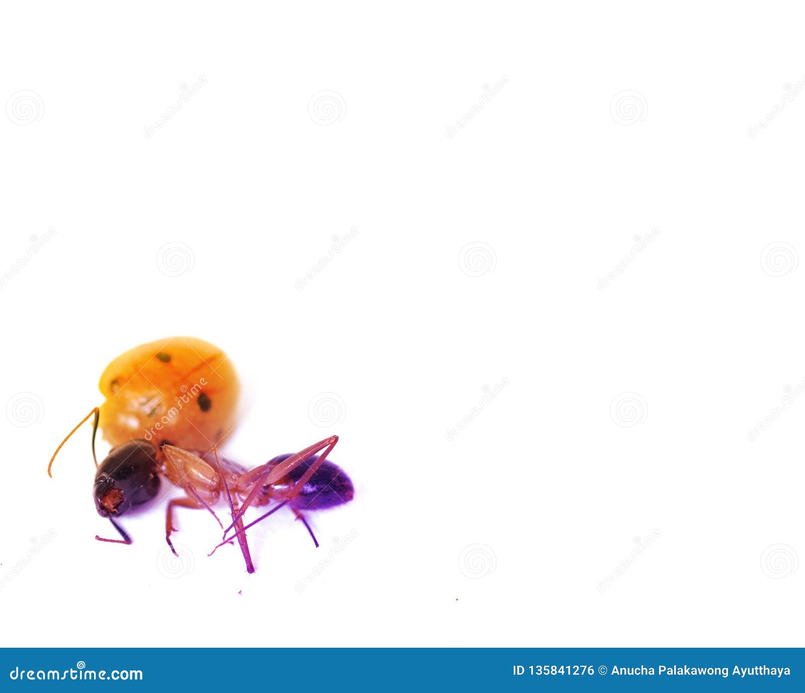 Ladybugs and ants die stock photo. Image of close, colorado - 135841276
