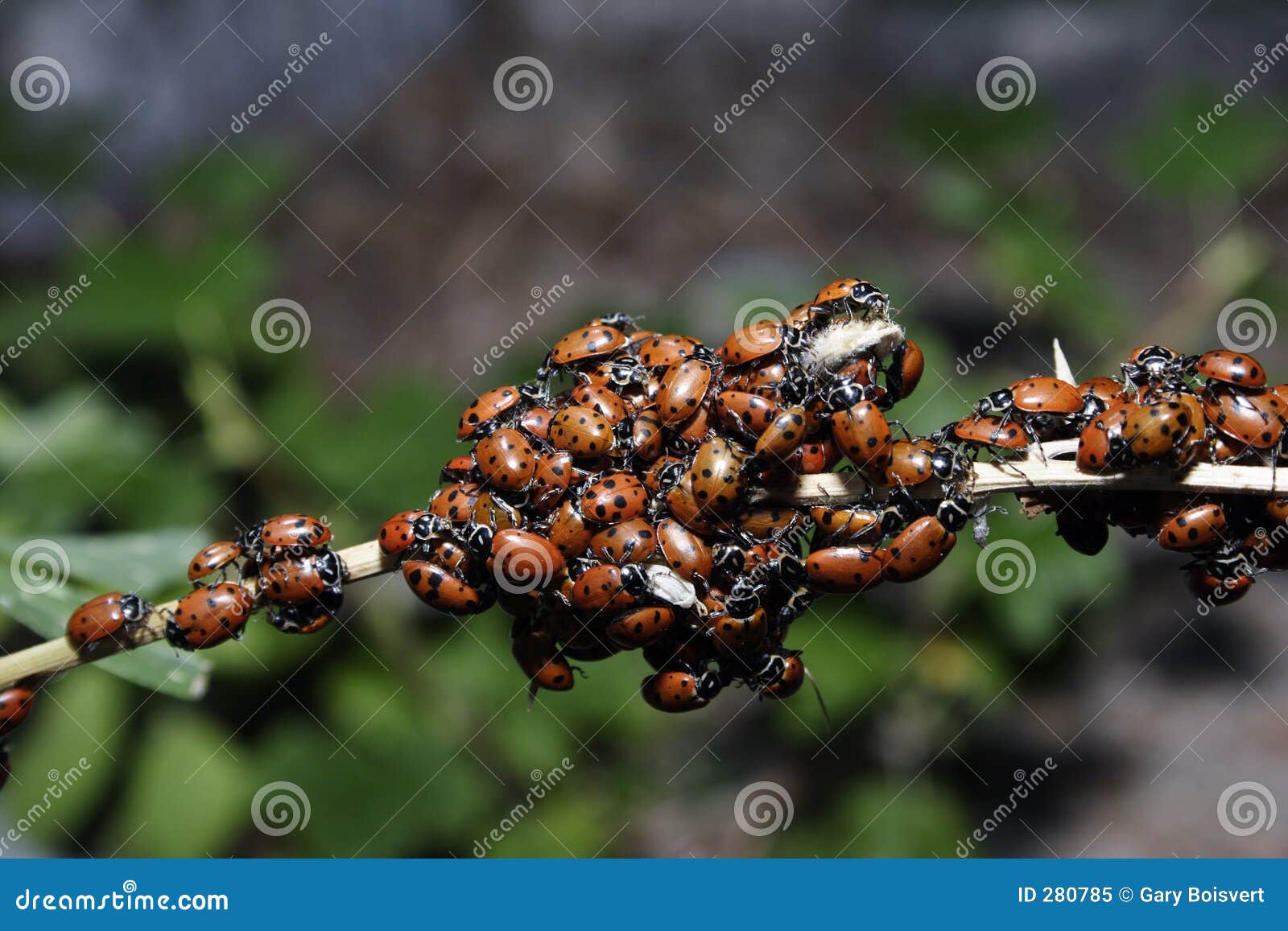 Ladybugs close-up stock image. Image of water, creek, mass - 280785
