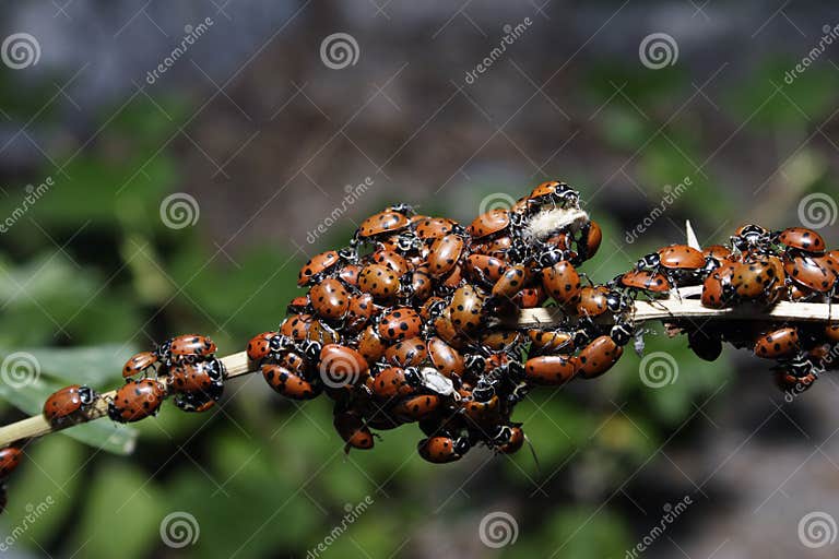 Ladybugs close-up stock image. Image of water, creek, mass - 280785