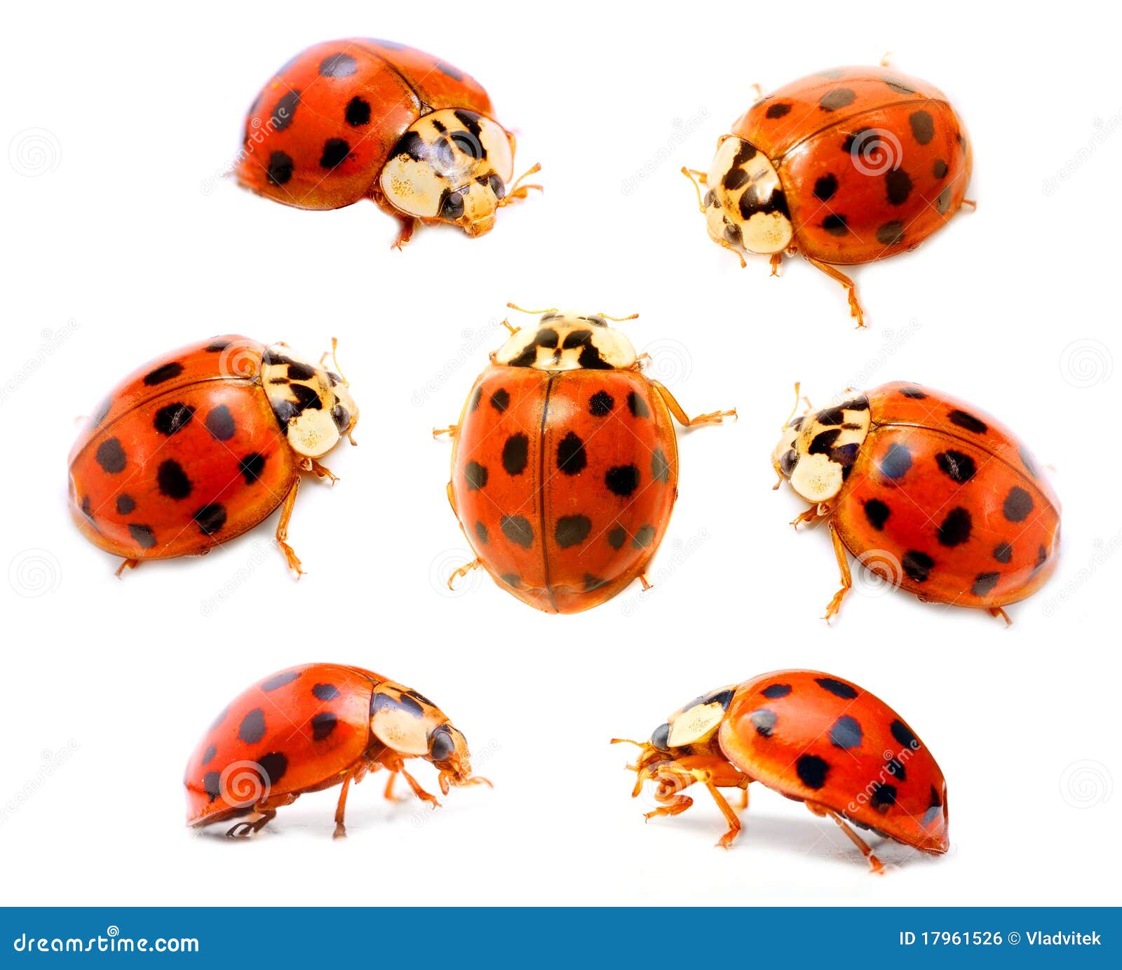 Coccinella Septempunctata, Known As Seven-spot Ladybird, Seven-spotted ...