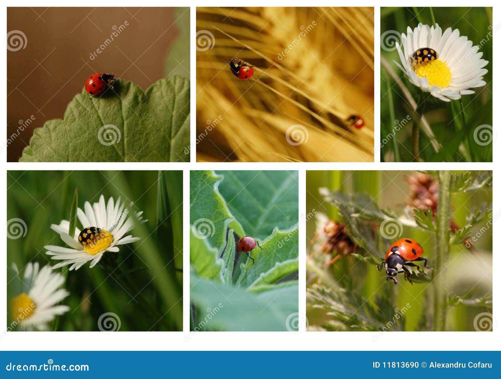 Ladybugs Collage stock photo. Image of beetle, ladybeetle - 11813690