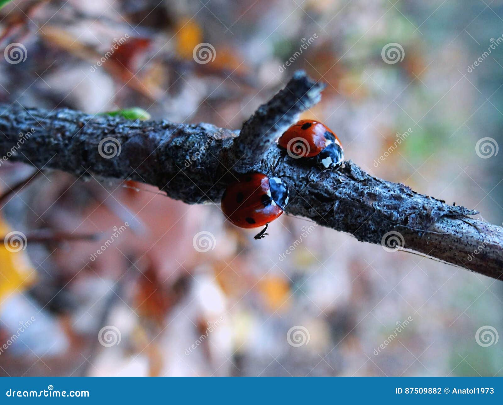 Ladybugs on a Dry Branch of a Tree Stock Photo - Image of insects, tree ...