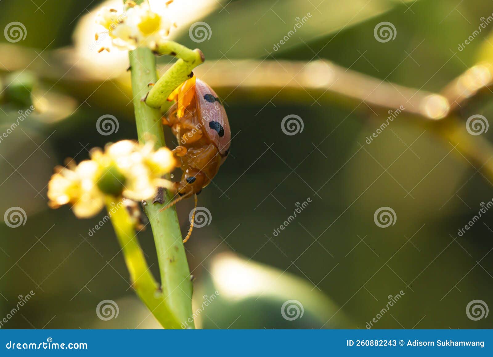 Ladybugs Eating Aphids On Milkweed Flowers Royalty-Free Stock Image ...