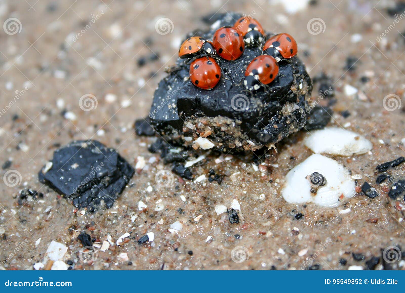 Ladybugs stock photo. Image of insect, animal, beach - 95549852