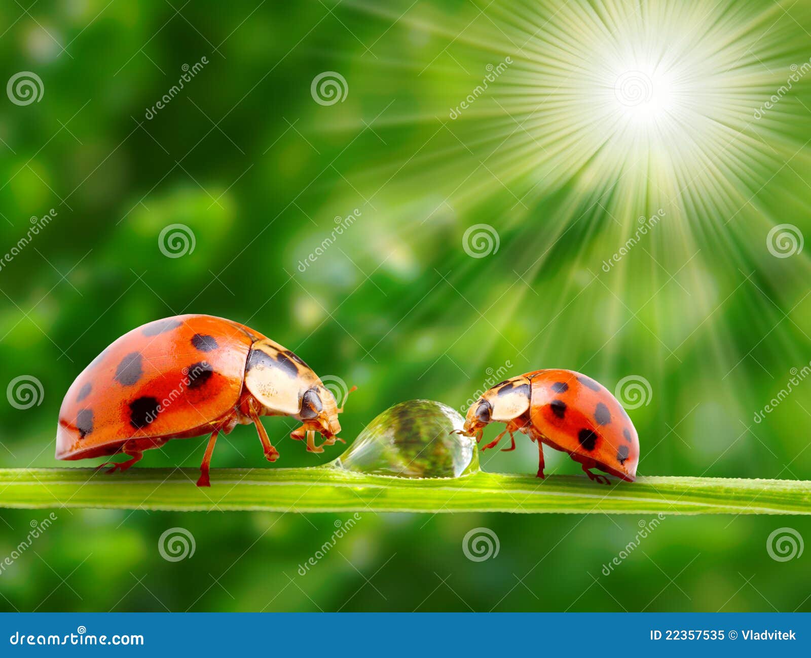 Ladybugs Family on a Dewy Grass. Stock Image - Image of animal, love ...