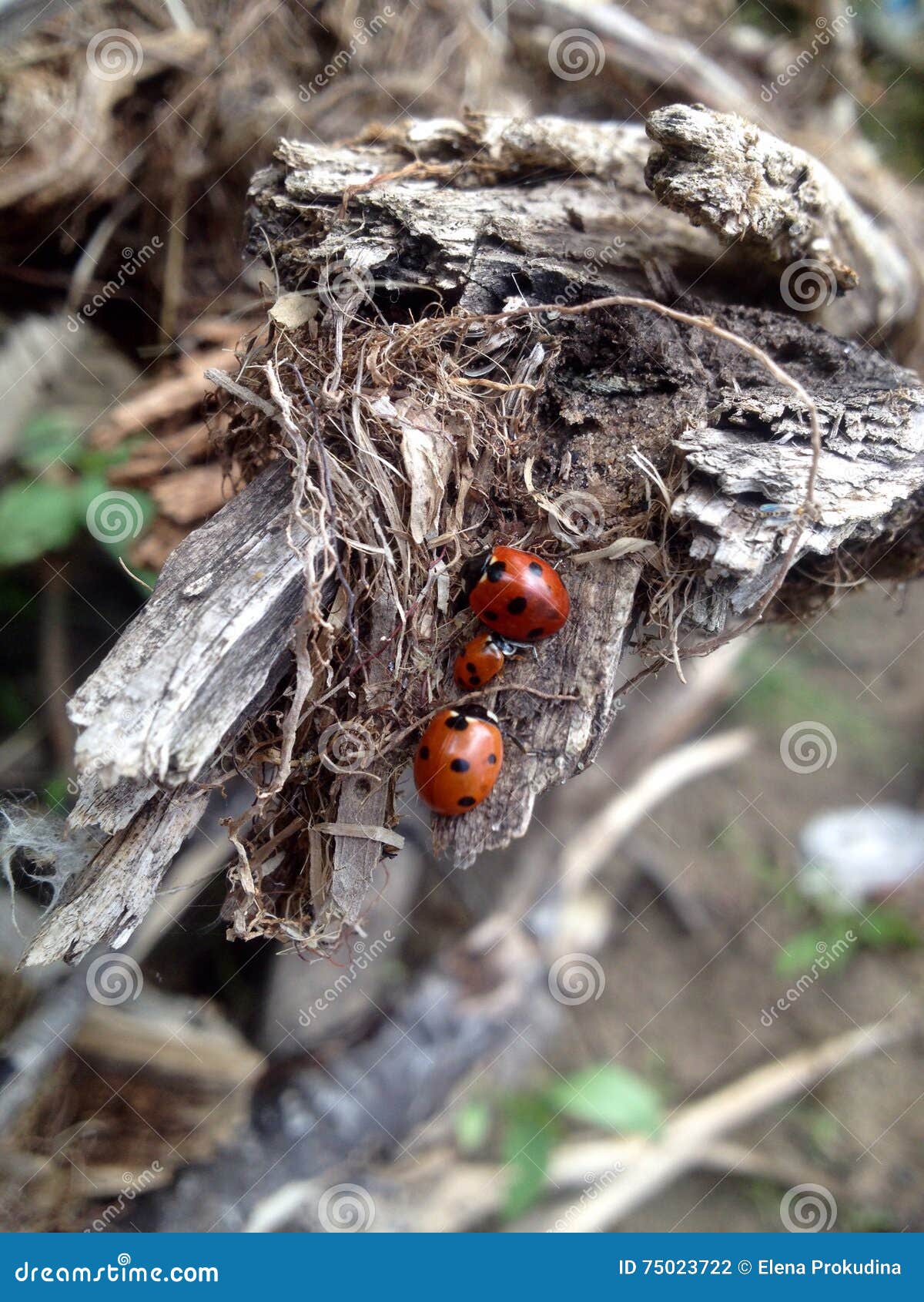 Ladybugs family stock photo. Image of bettle, spotted - 75023722