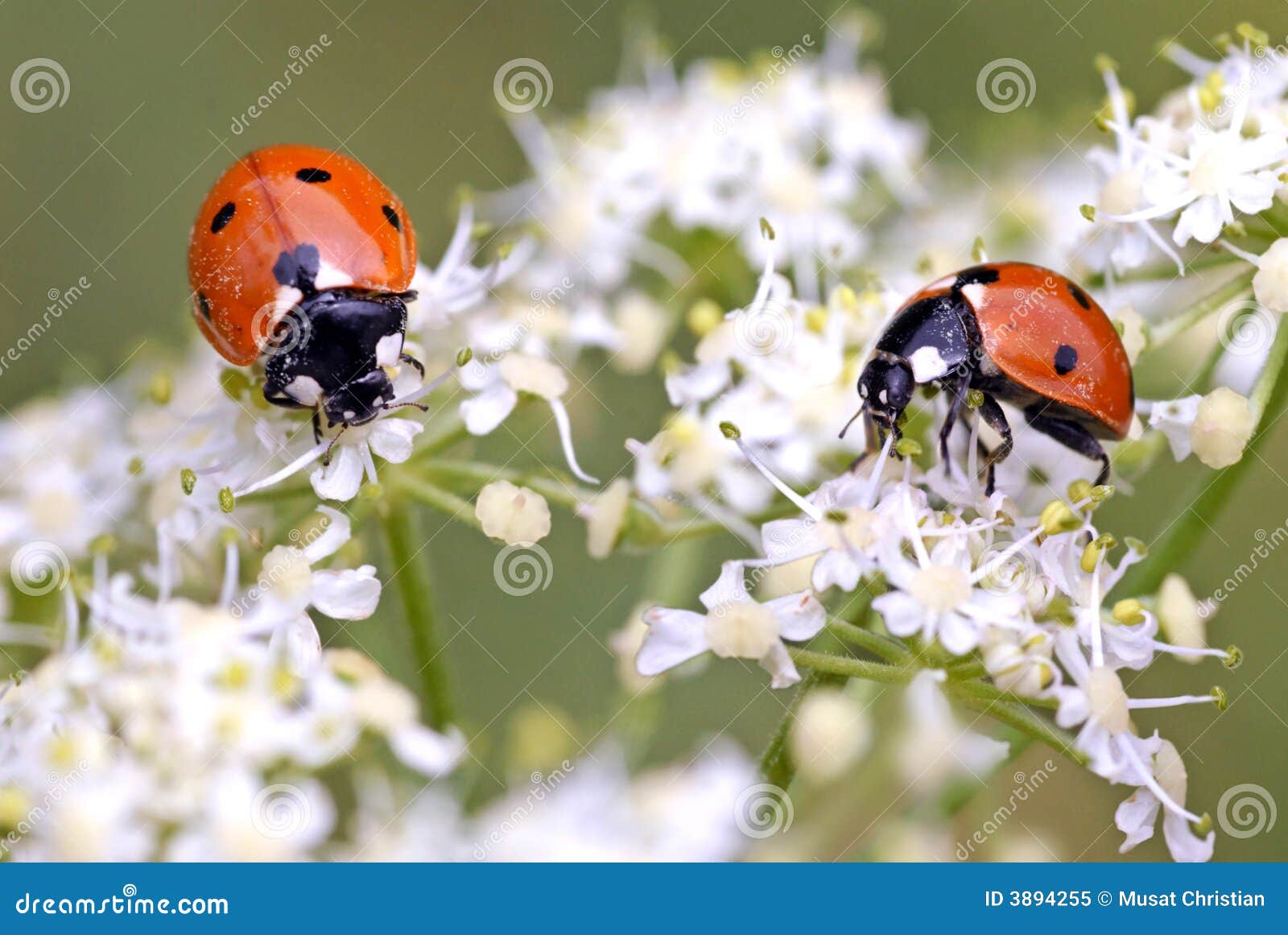 Ladybugs in flowers stock image. Image of pollen, macro - 3894255