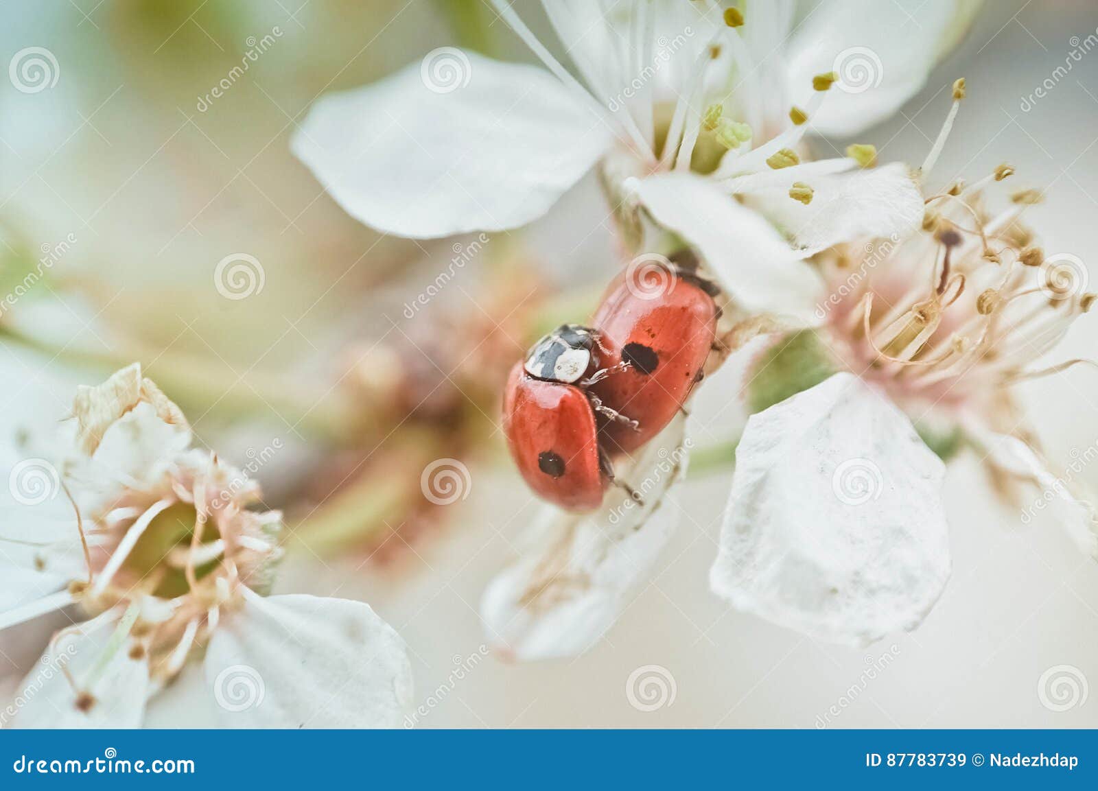 Ladybugs on flowers stock image. Image of white, strawberry - 87783739