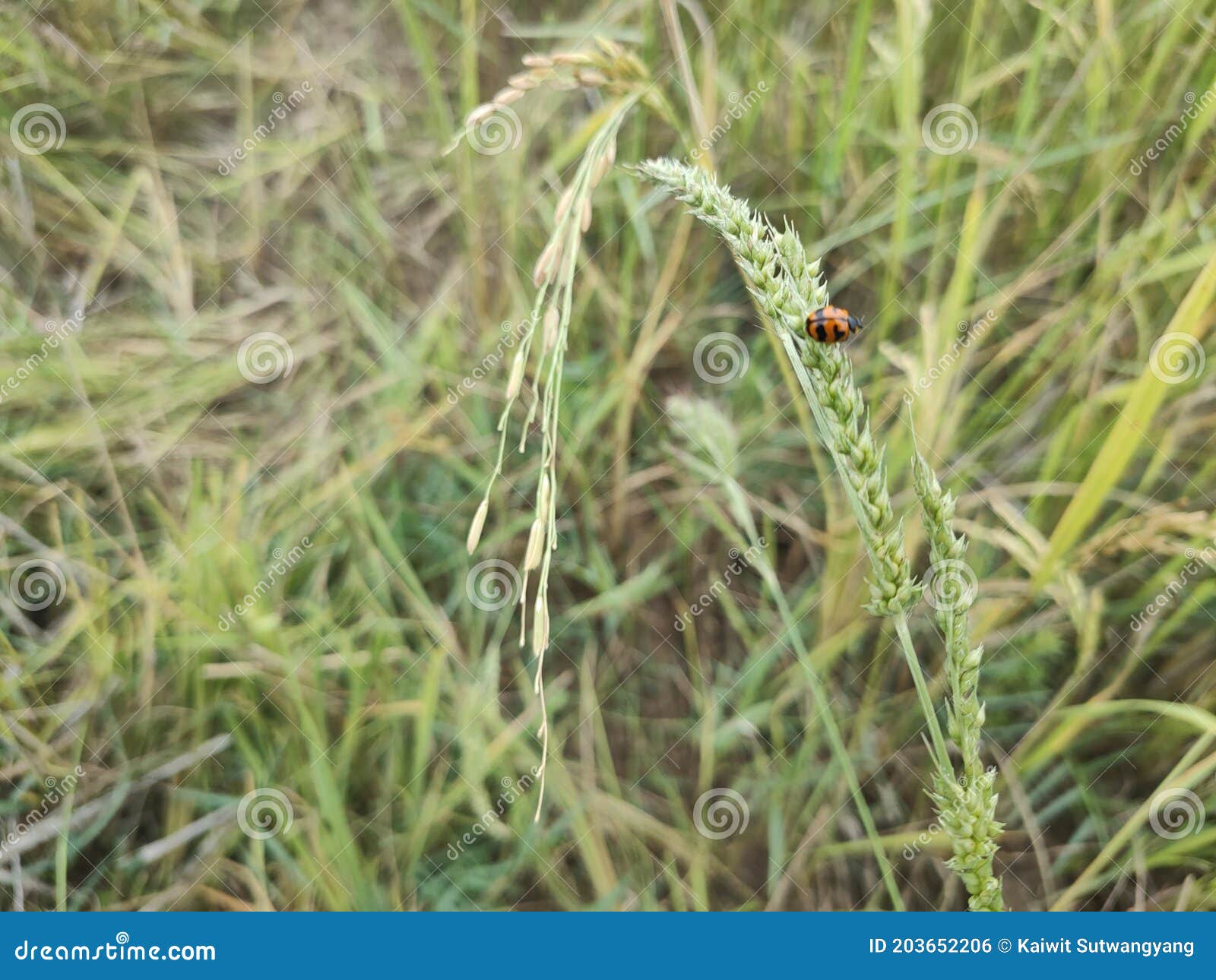 Ladybugs on the Grass in the Field Stock Photo - Image of food, growth ...