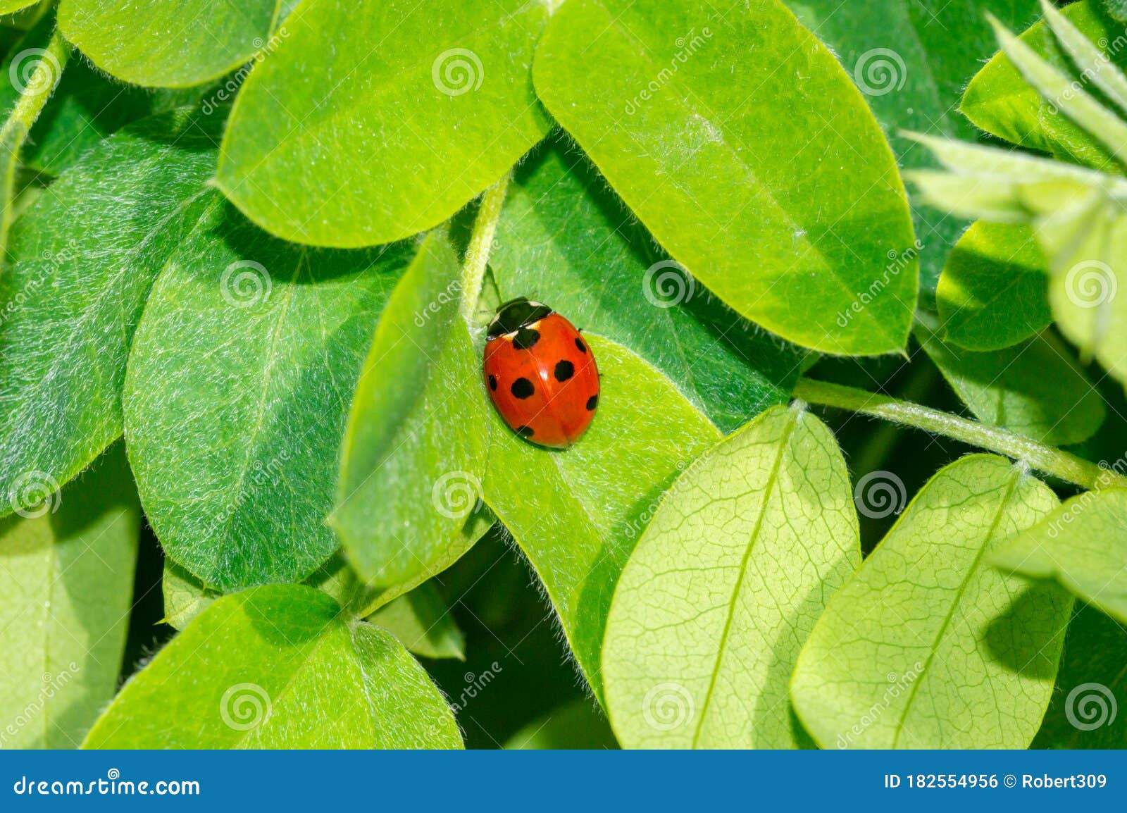 Ladybugs on the green leaf stock photo. Image of ladybird - 182554956