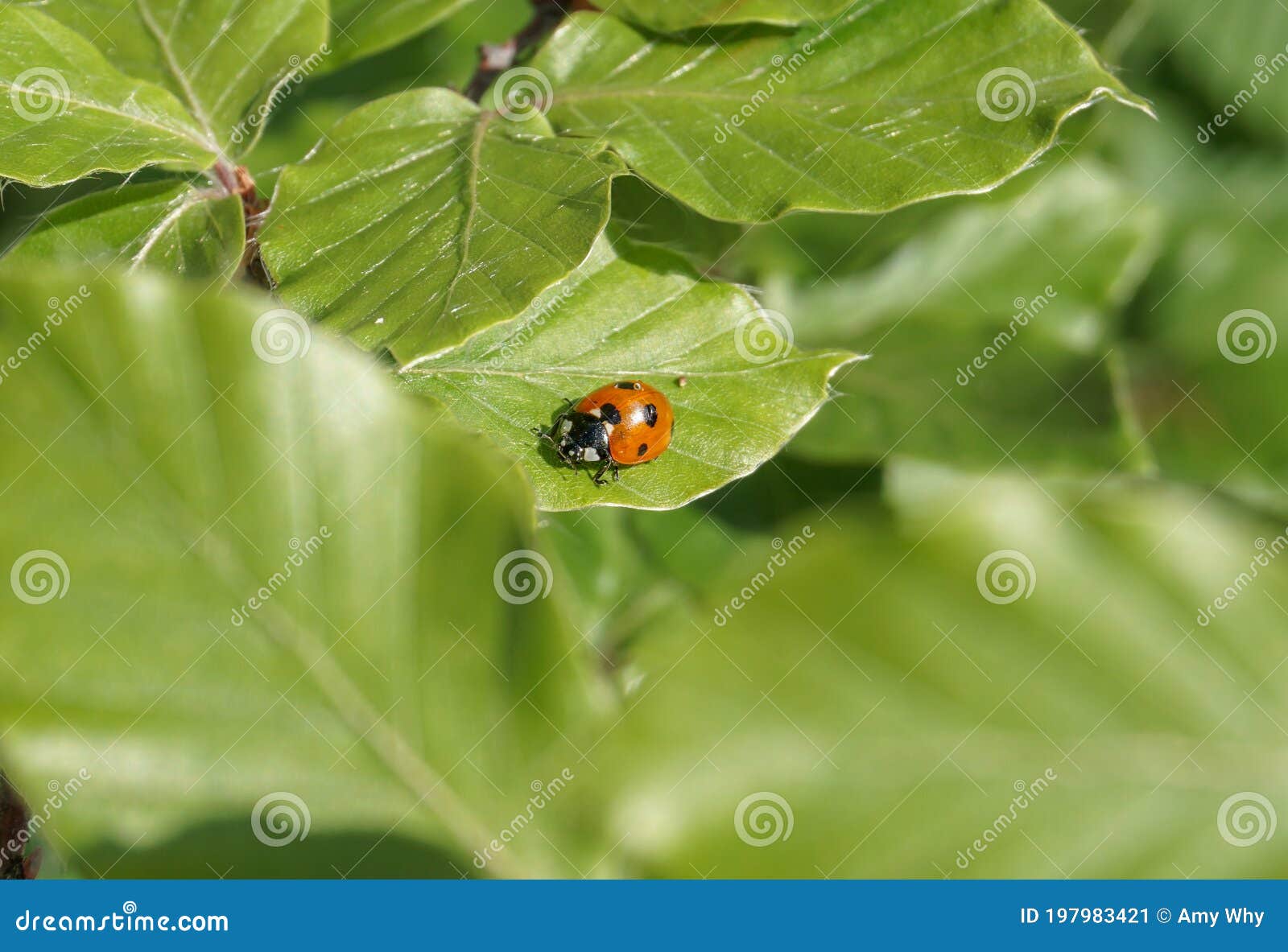 Ladybugs on Green Leaf, Close-up Stock Image - Image of insect, ladybug ...