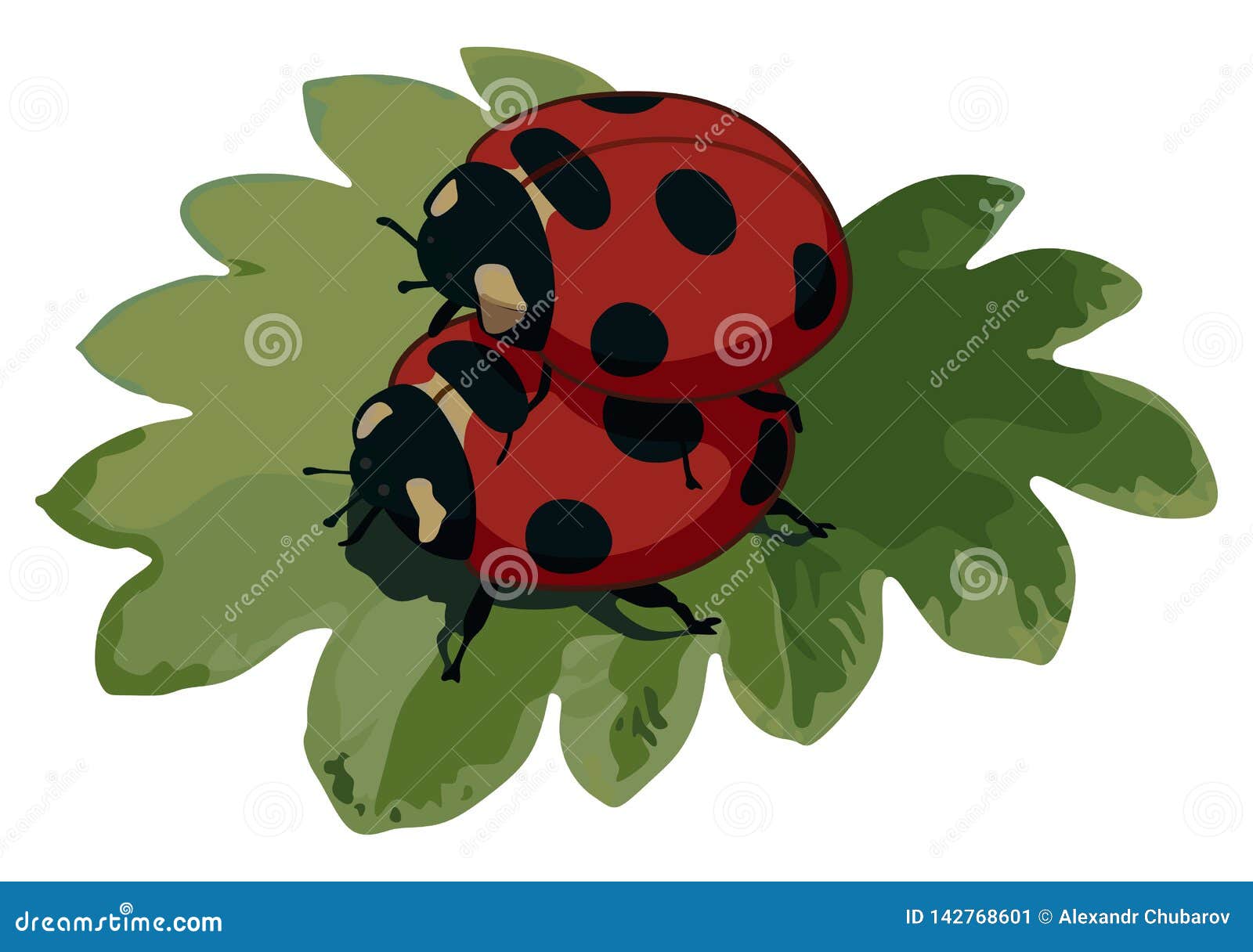 Ladybugs Have Sex Stock Vector Illustration Of Closeup 142768601