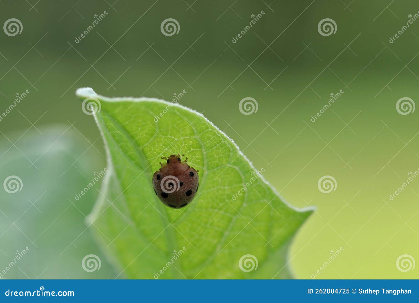 Ladybugs Hide from the Hot Sun Behind the Leaves Stock Image - Image of ...