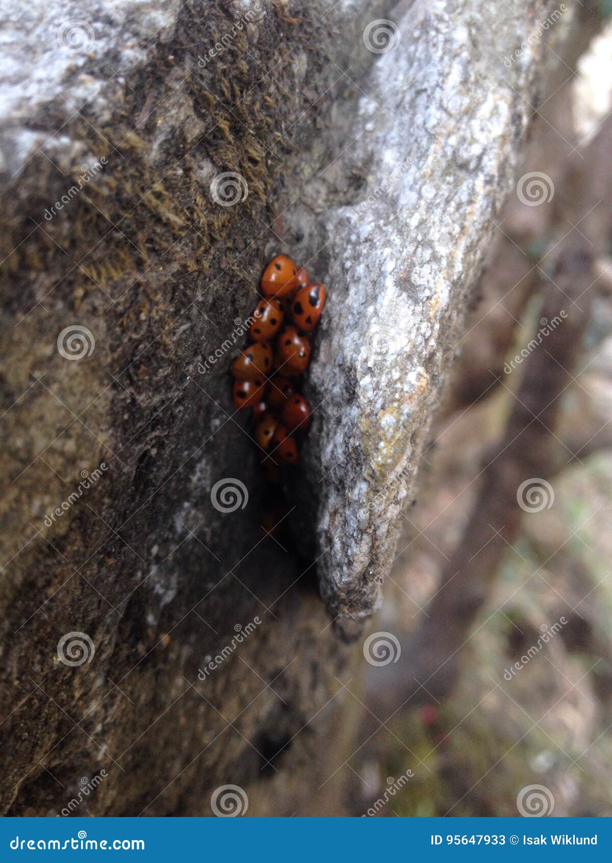 Ladybugs Hiding in a Crack, Insects Stock Image - Image of nature ...