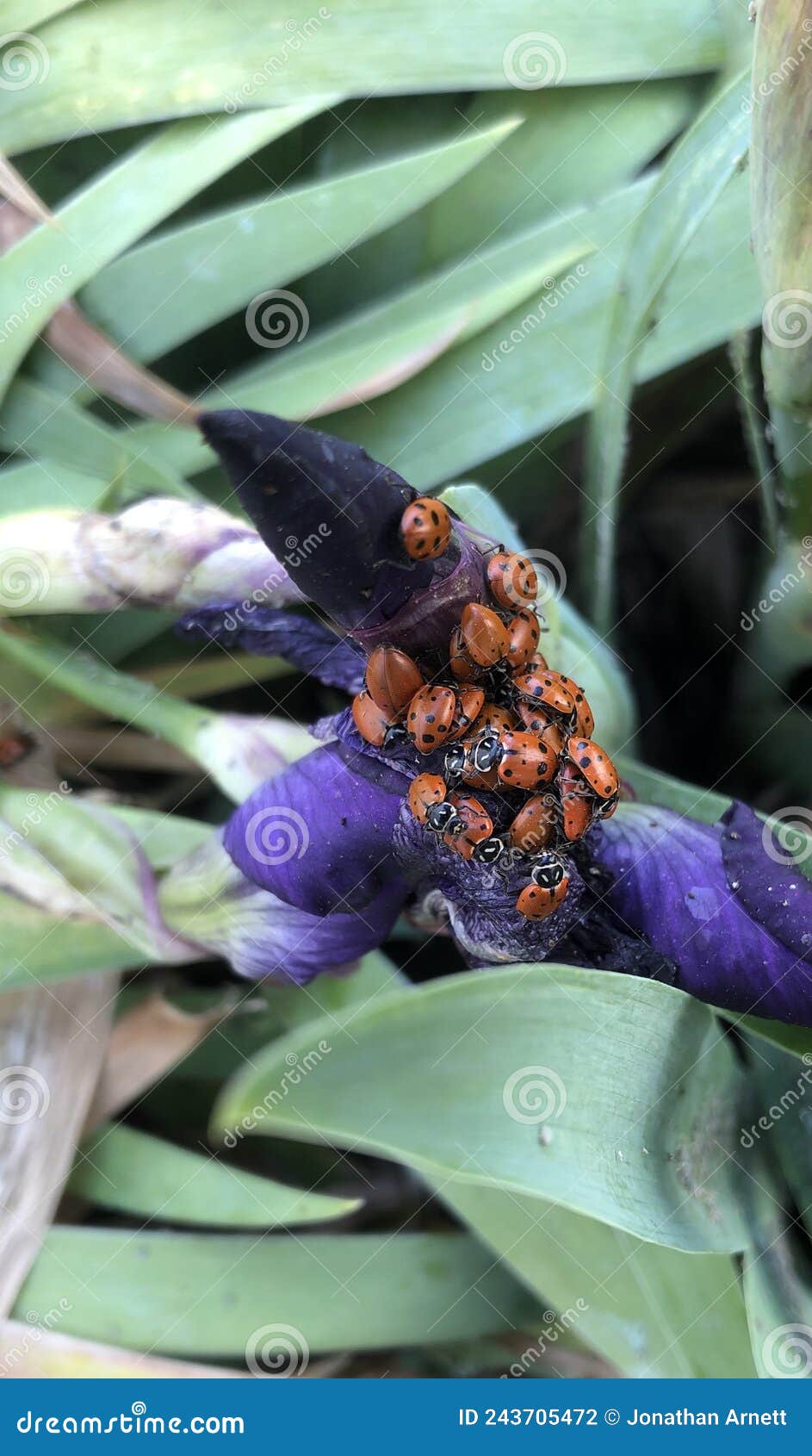 Ladybugs huddled together stock photo. Image of huddle - 243705472