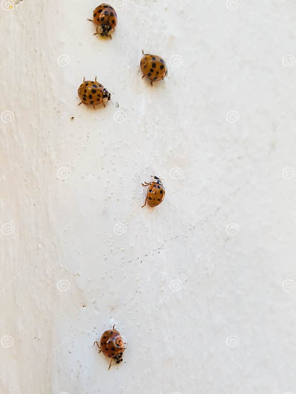 Ladybugs Insects on a White Wall Stock Photo - Image of textured, rough ...