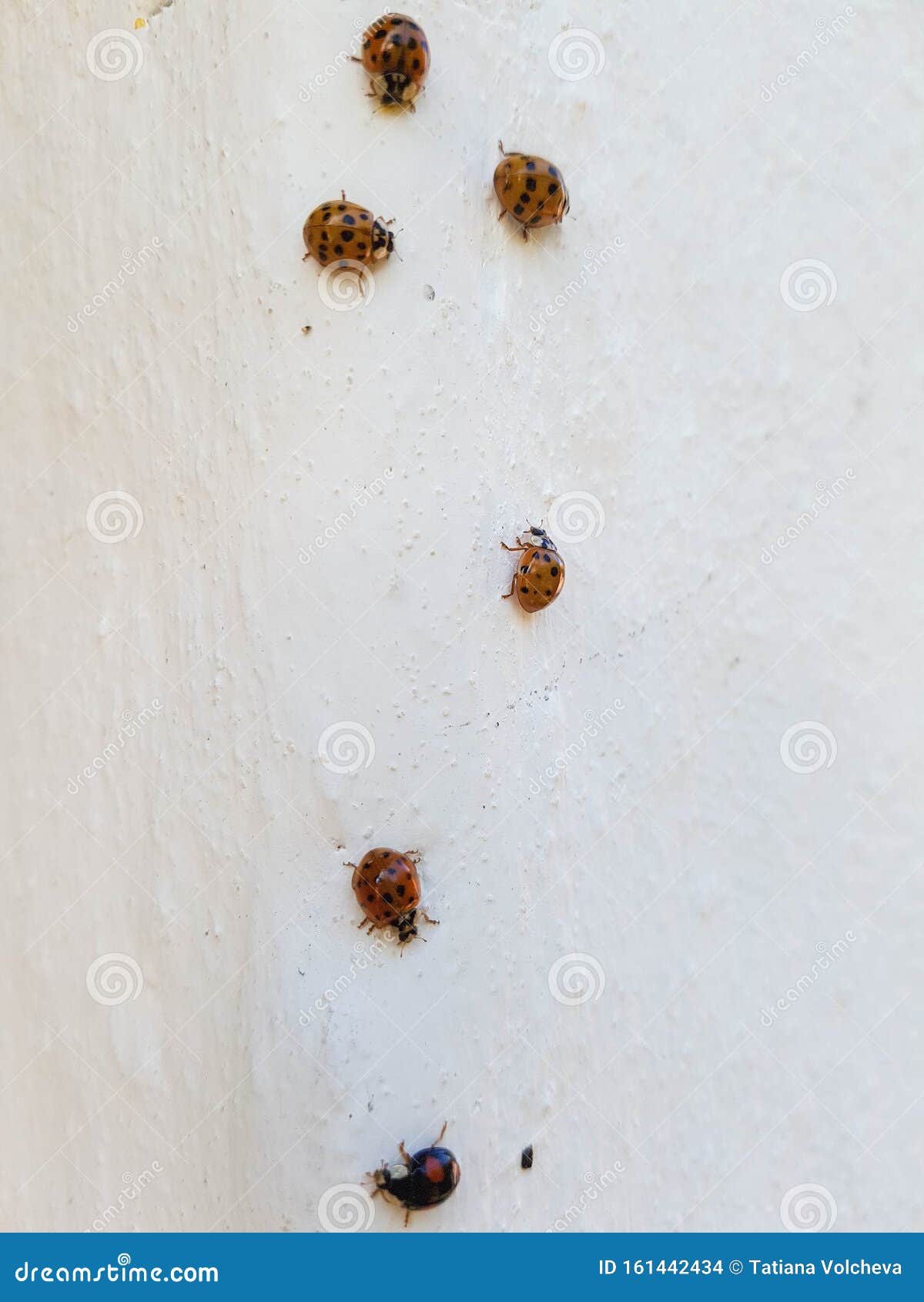 Ladybugs Insects on a White Wall Stock Photo - Image of textured ...