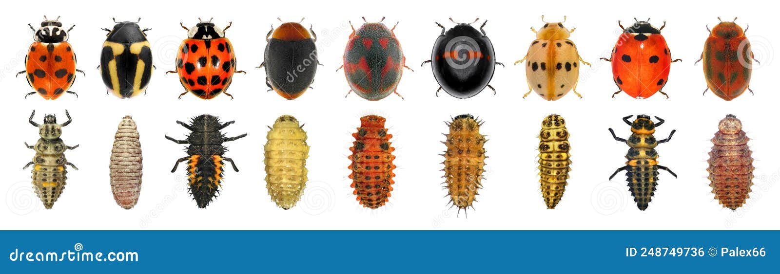 Ladybugs Ladybirds. Development Stages Stock Photo - Image of circle ...