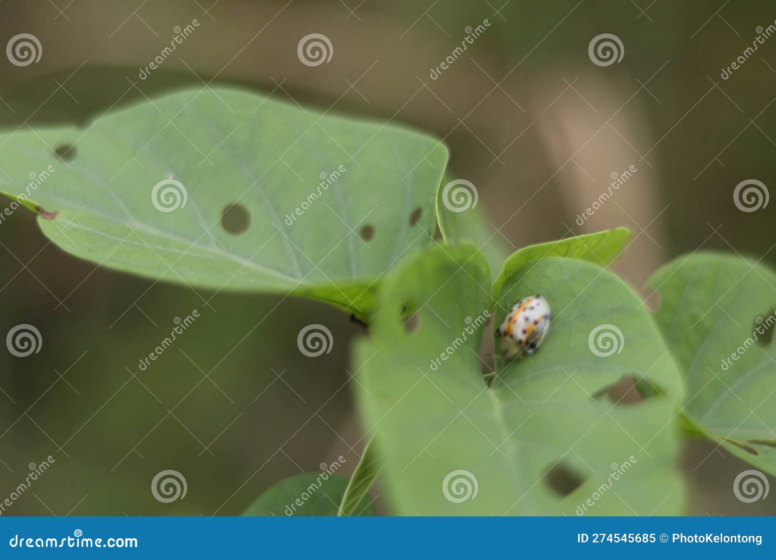 Ladybugs on a Leaf stock image. Image of golden, ladybird - 274545685