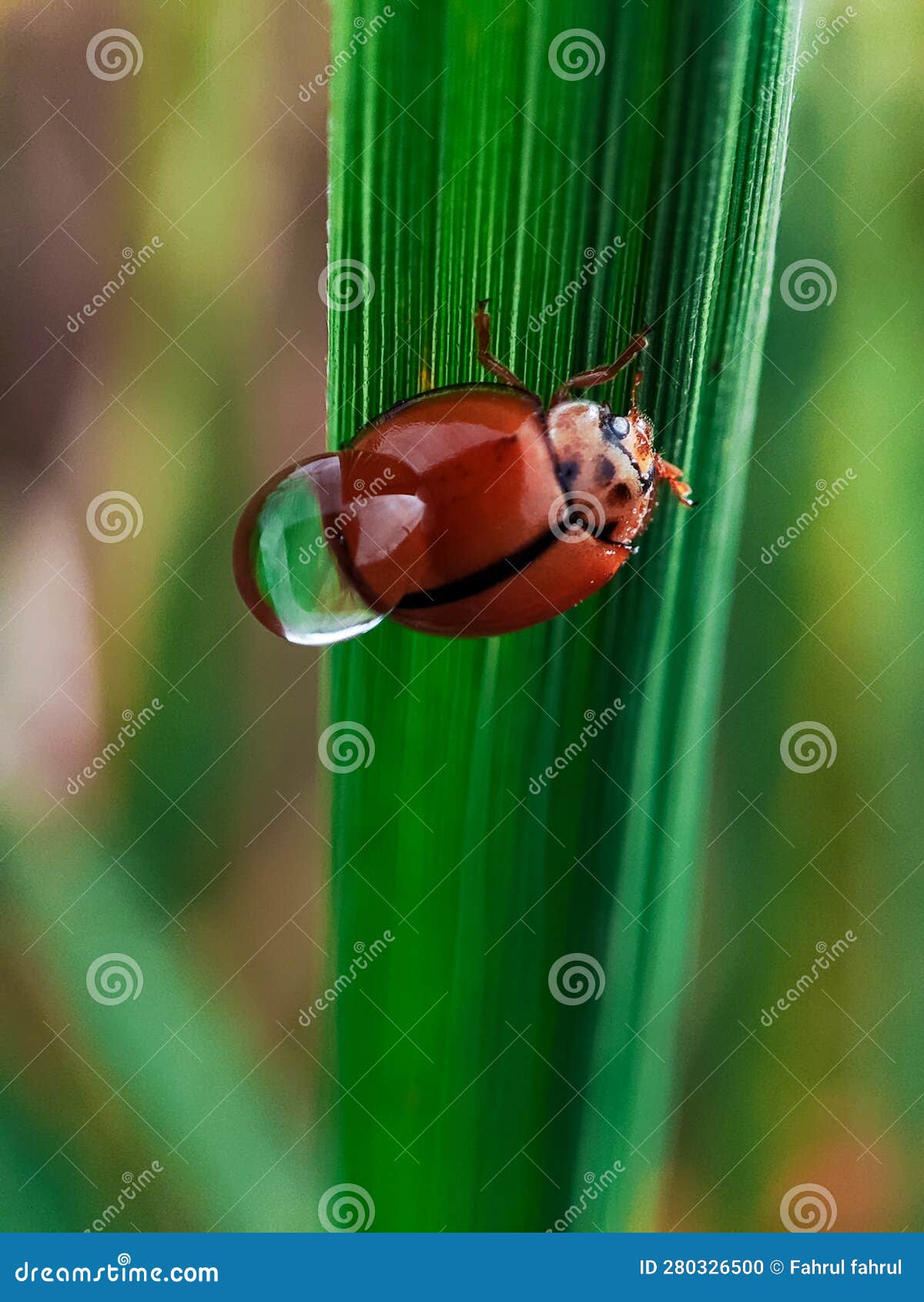 Ladybugs Live among Farmers Feeding on Aphids Stock Photo - Image of ...