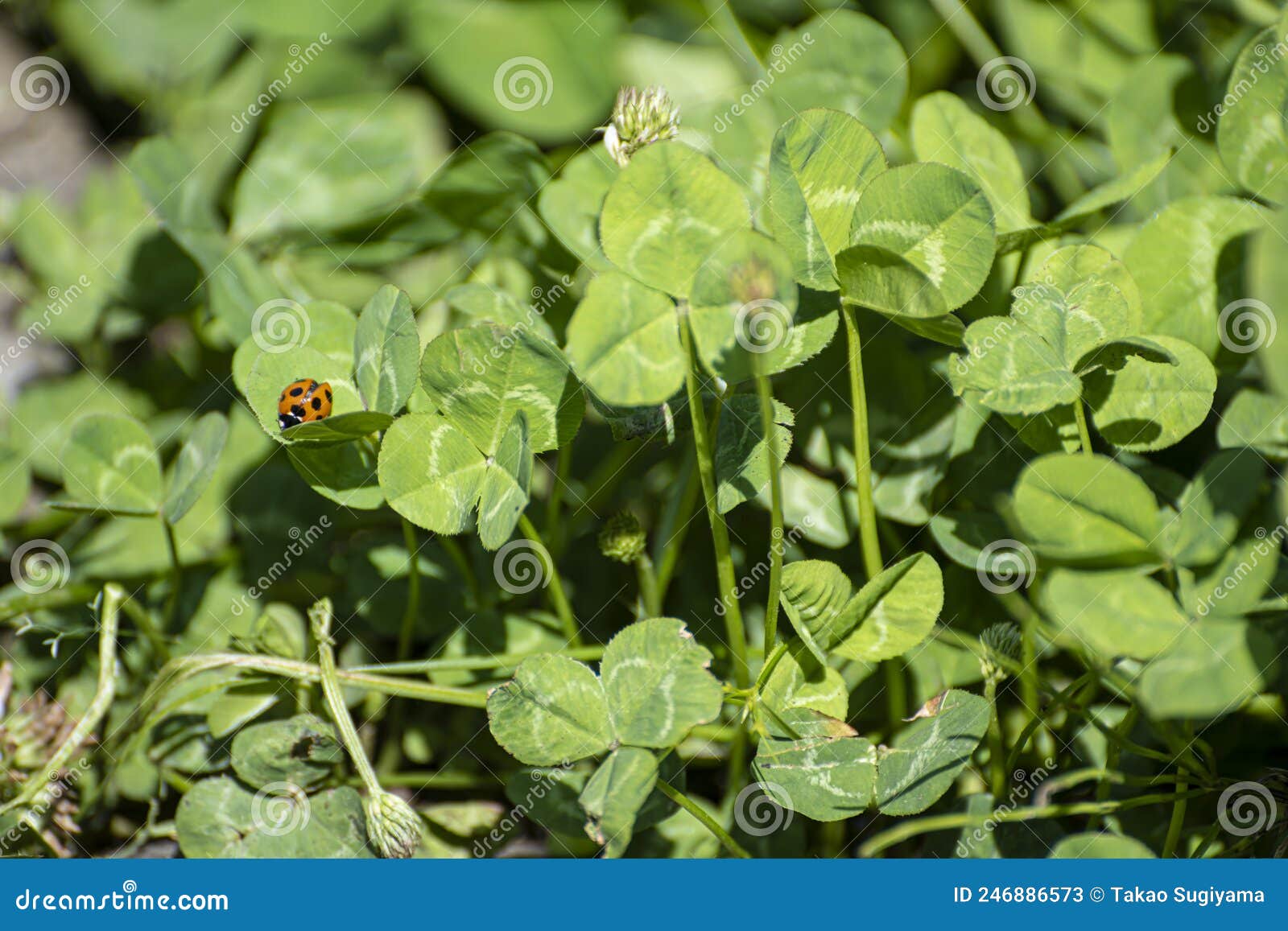Ladybugs are Looking for a Happy Four-leaf Clover Stock Image - Image ...