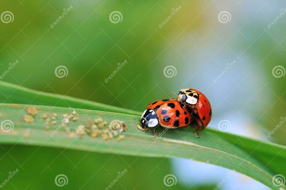 Ladybugs in love stock image. Image of copulate, garden - 10274739
