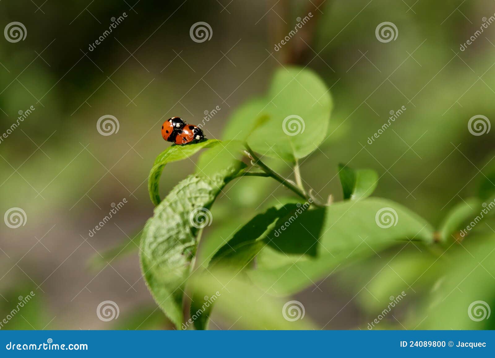 Ladybugs in love stock photo. Image of love, coccinellidae - 24089800