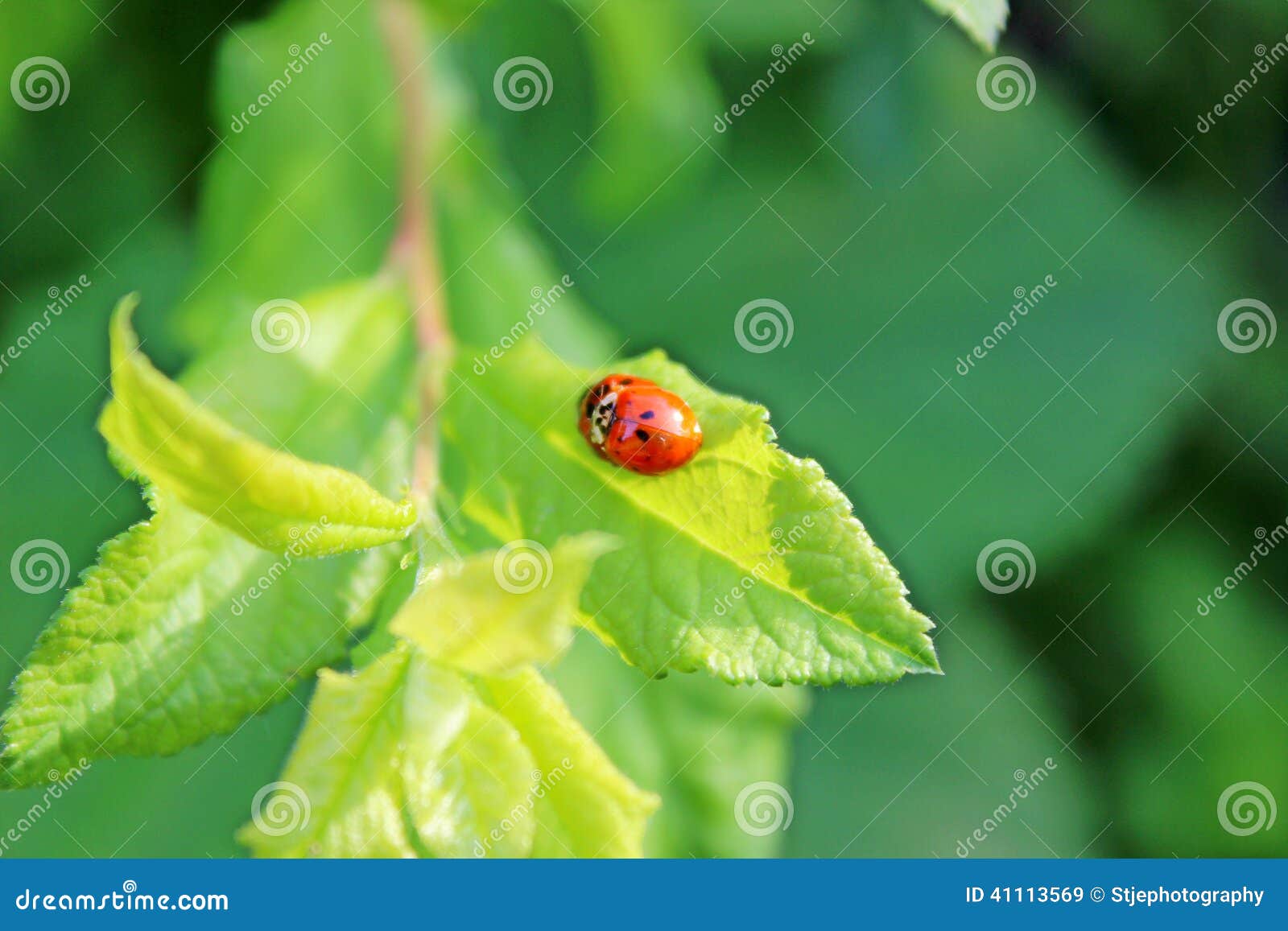 Ladybugs in love stock image. Image of beetle, behavior - 41113569