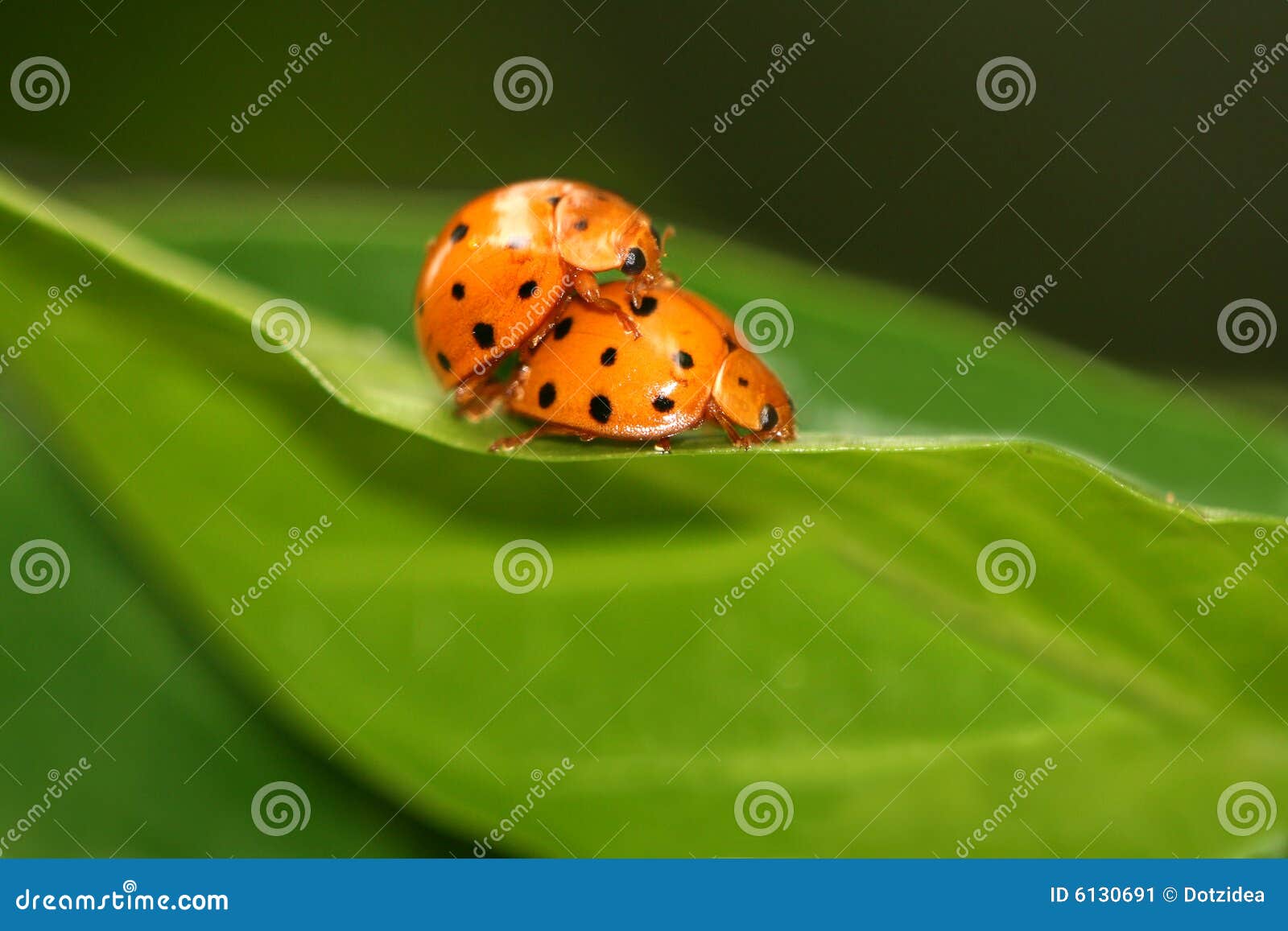Ladybugs mating stock image. Image of green, close, mating - 6130691