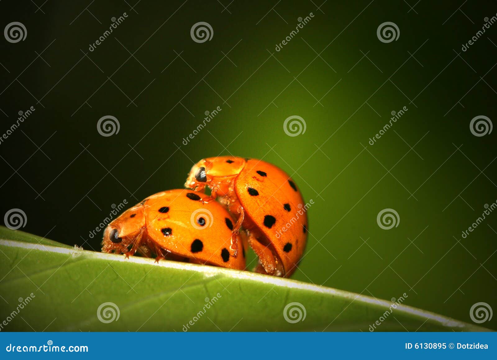 Ladybugs mating stock image. Image of view, green, detail - 6130895