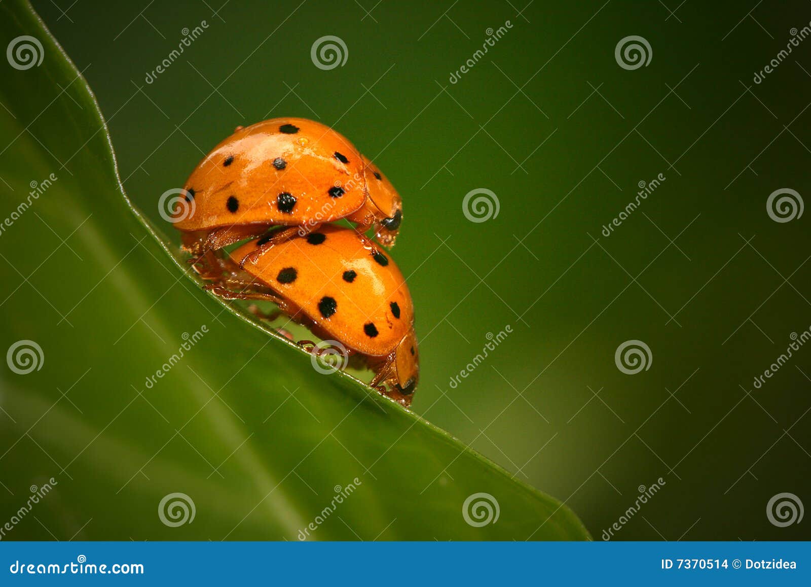 Ladybugs mating stock photo. Image of leaf, colour, background - 7370514