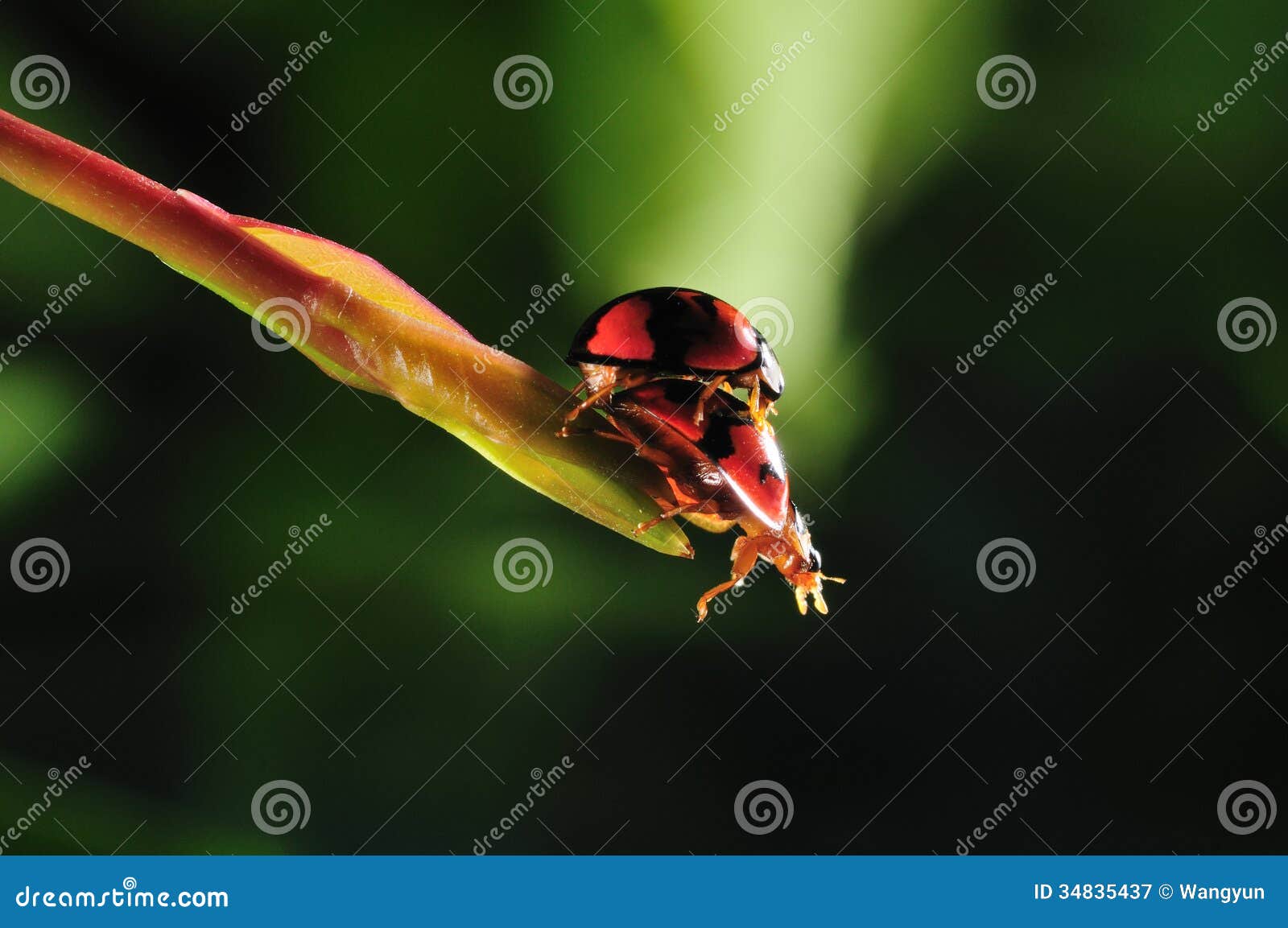 The ladybugs mating stock image. Image of female, dots - 34835437