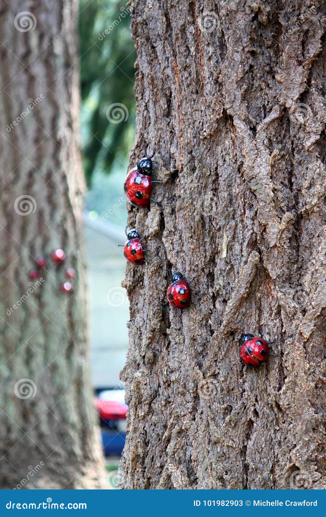 Ladybugs stock image. Image of tree, multiple, bark - 101982903