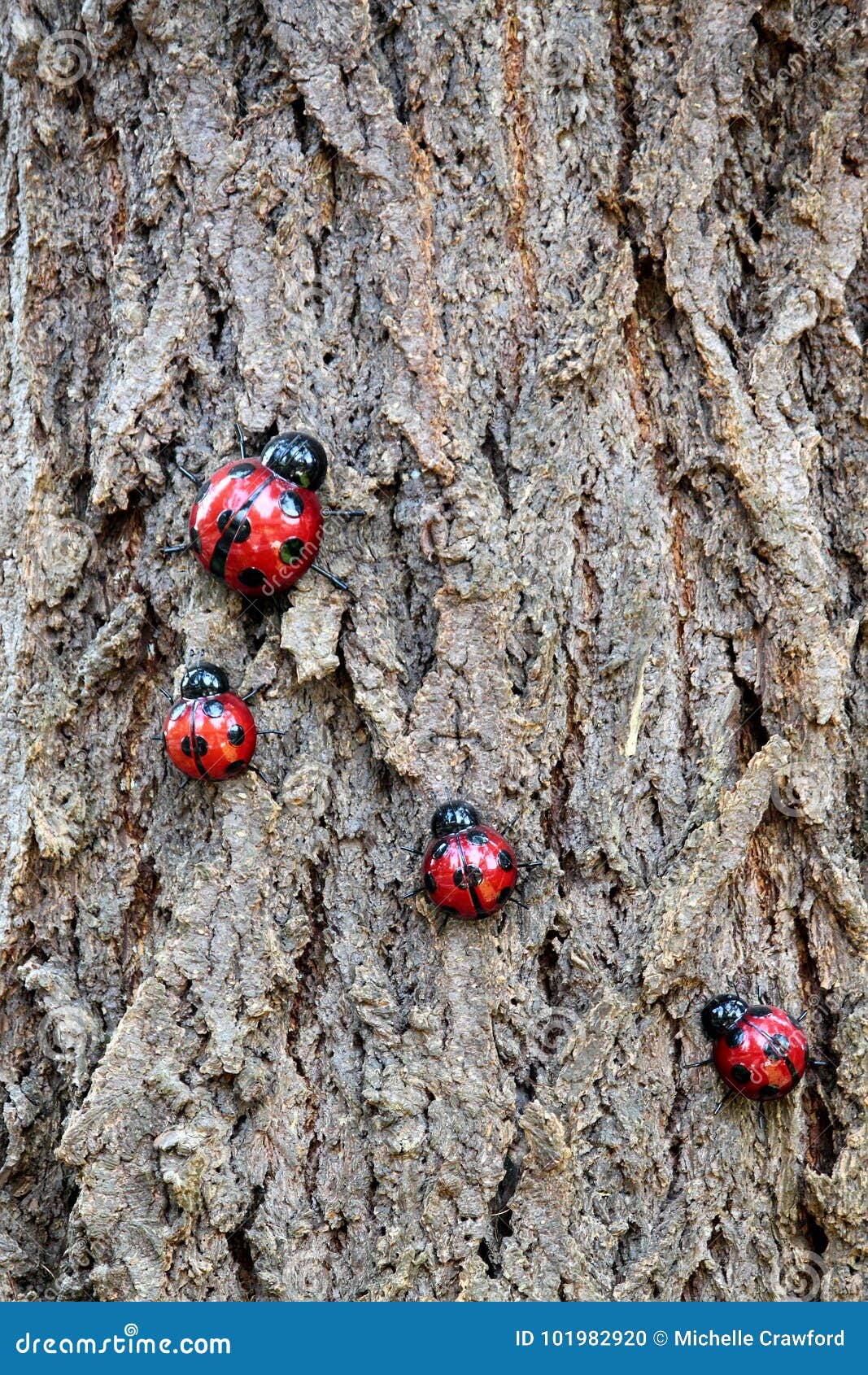Ladybugs stock photo. Image of ladybird, adventure, rock - 101982920