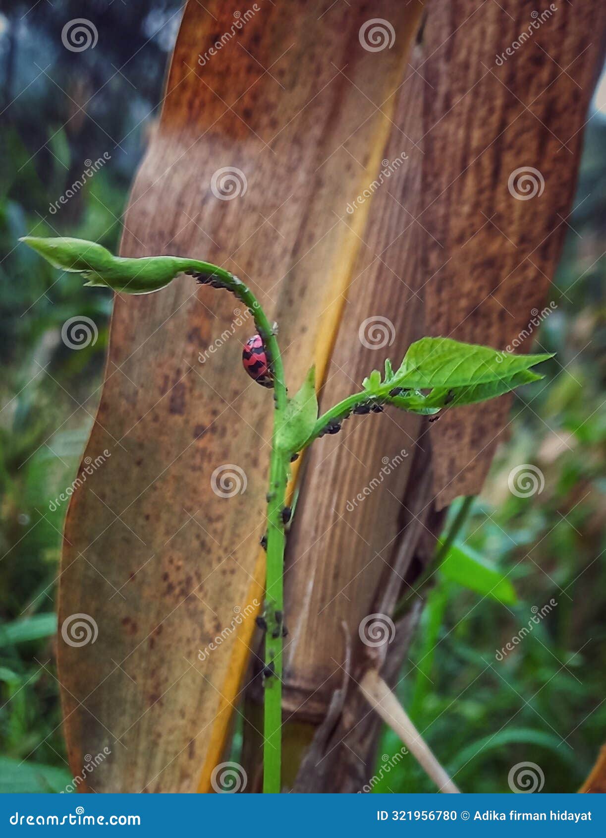 Ladybugs are Pests of Long Bean Plants during Their Growth Period Stock ...