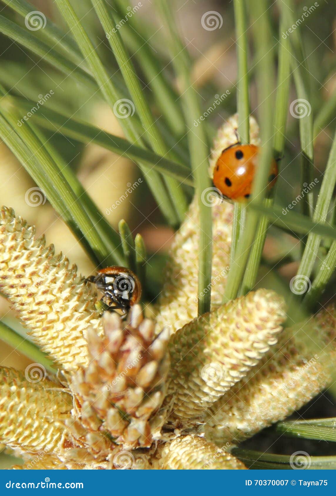 Ladybugs, Pine Branch stock image. Image of pollen, branch - 70370007