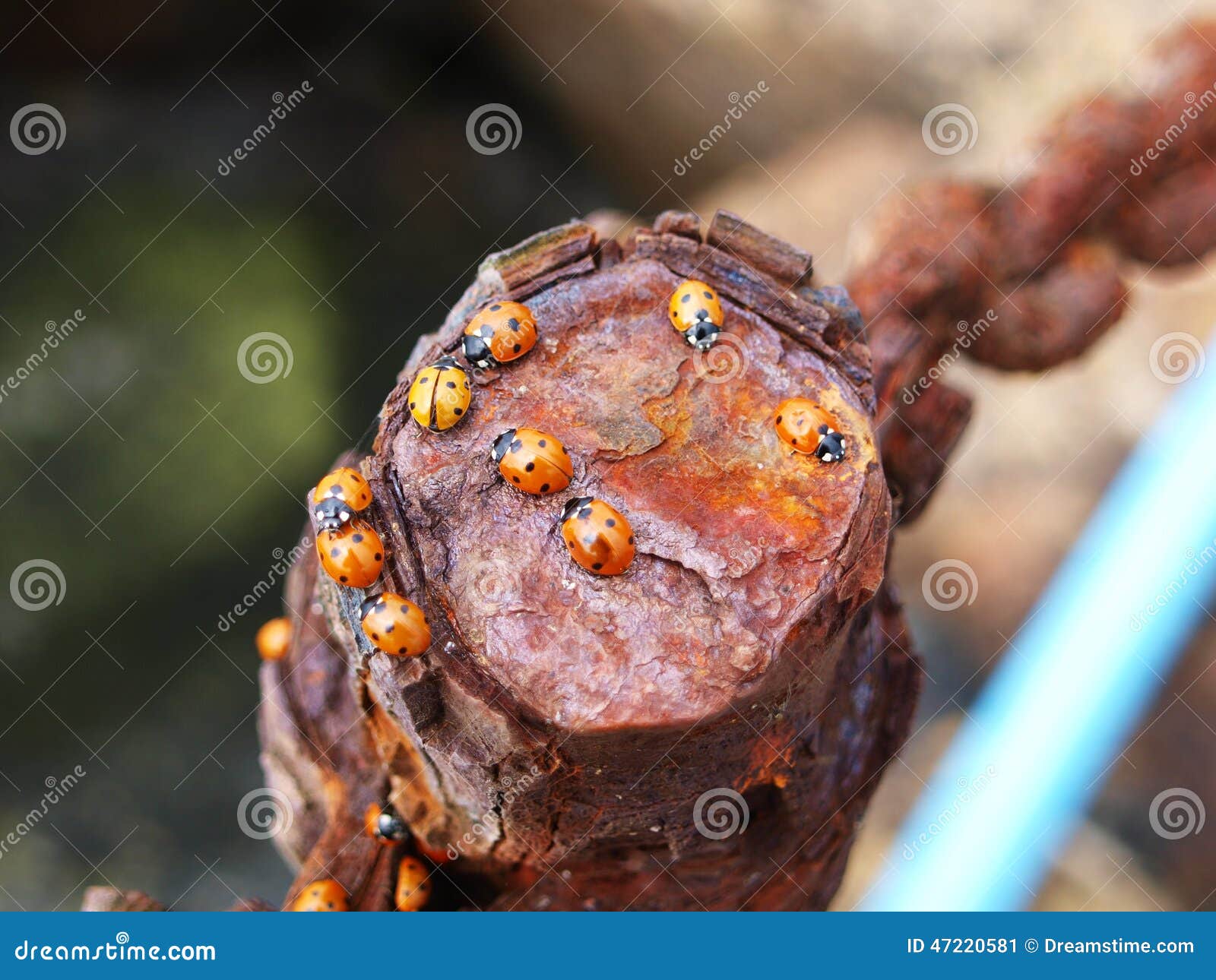 The ladybugs pole. stock image. Image of love, insects - 47220581