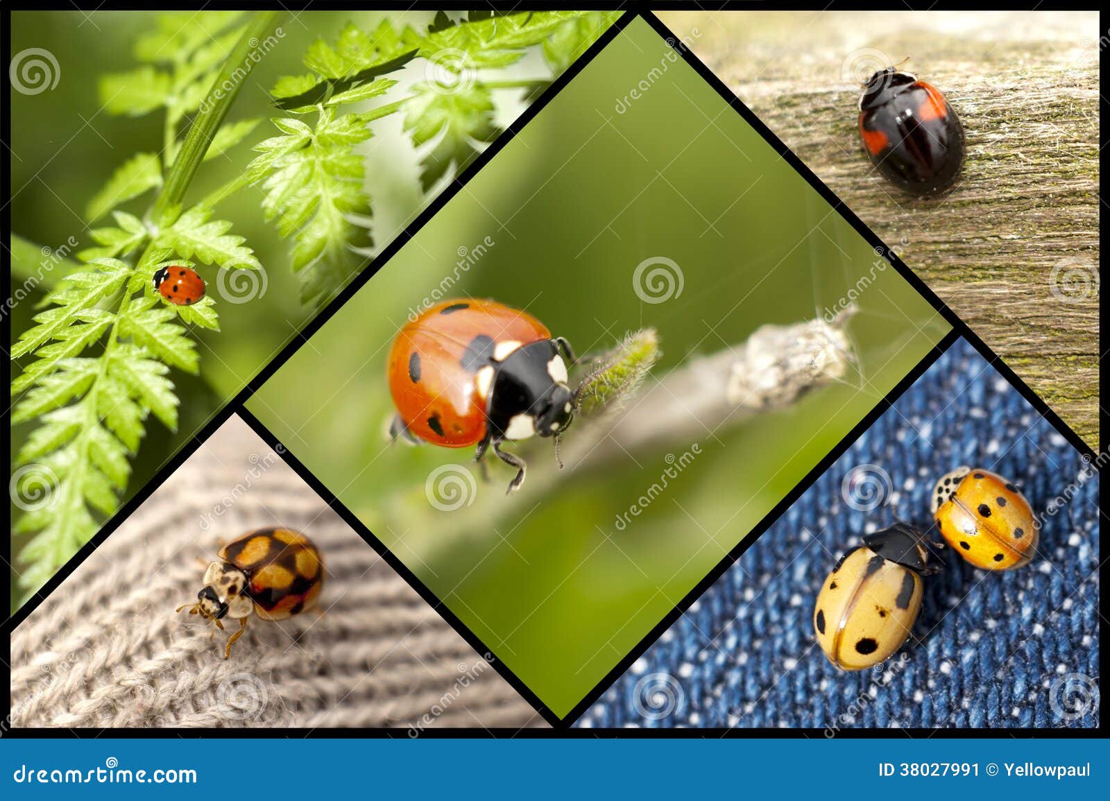 Ladybugs in Shapes and Sizes Stock Image - Image of nature, foliage ...