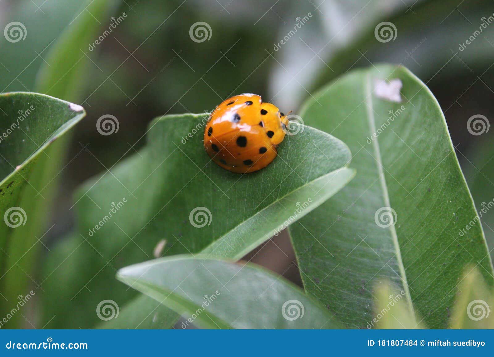 Ladybug with Black and Yellow Spots on Orange Above Green Leaves Stock ...