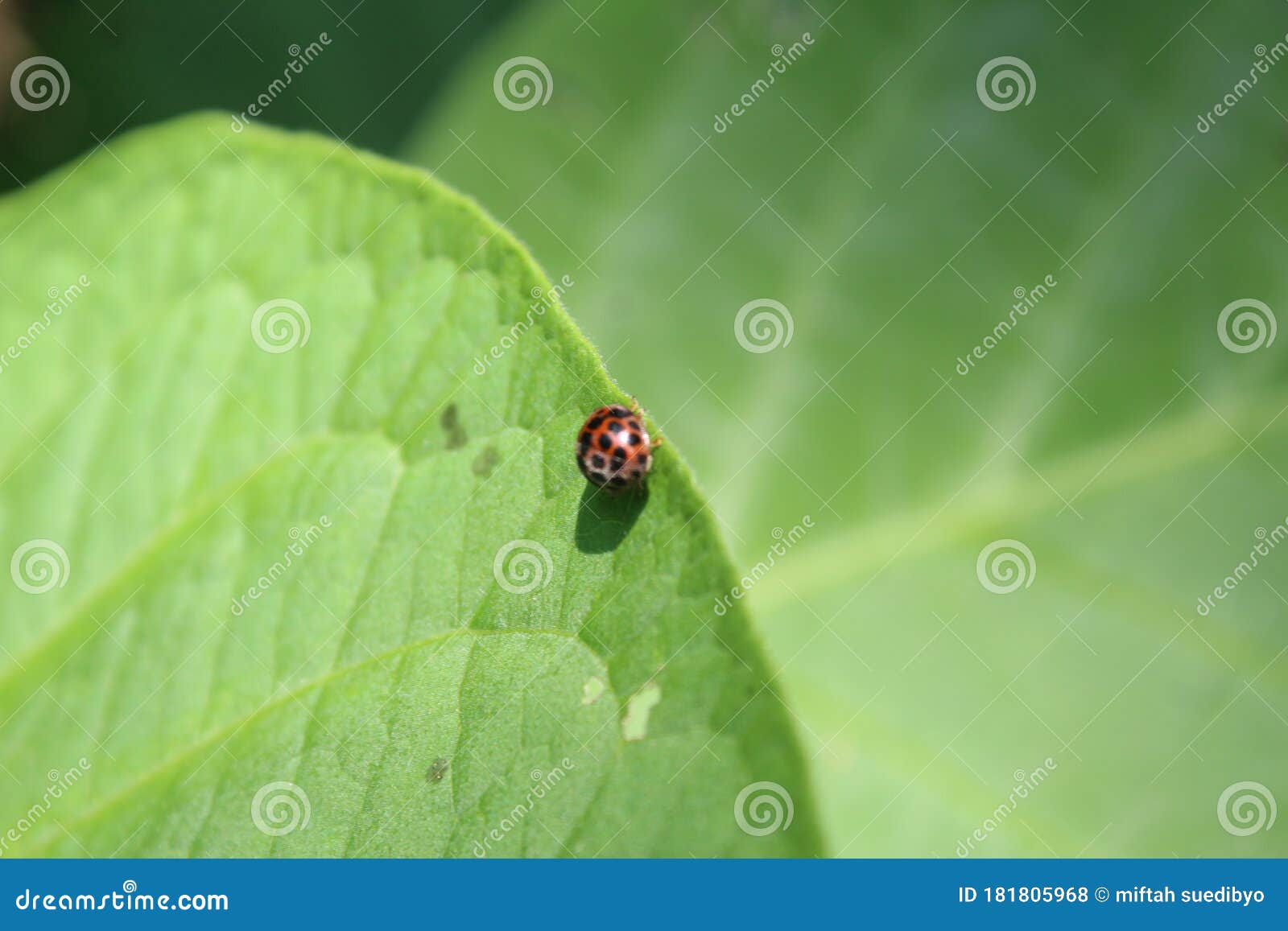 Ladybug with Black and Yellow Spots on Orange Above Green Leaves Stock ...