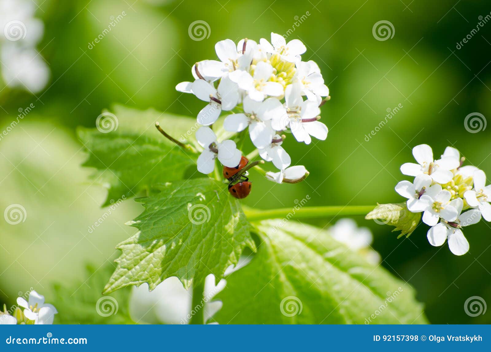 Ladybugs Sits on a Flower in the Meadow, Closeup. Bright Spring Nature ...