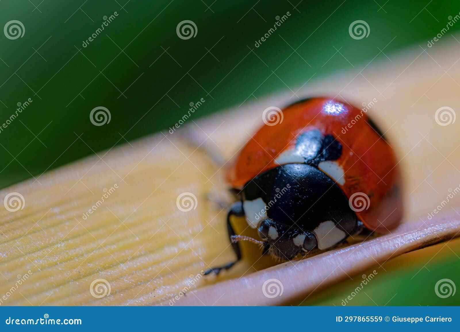 Ladybugs are Small Insects, Generally between 1 and 10 Mm Stock Image ...