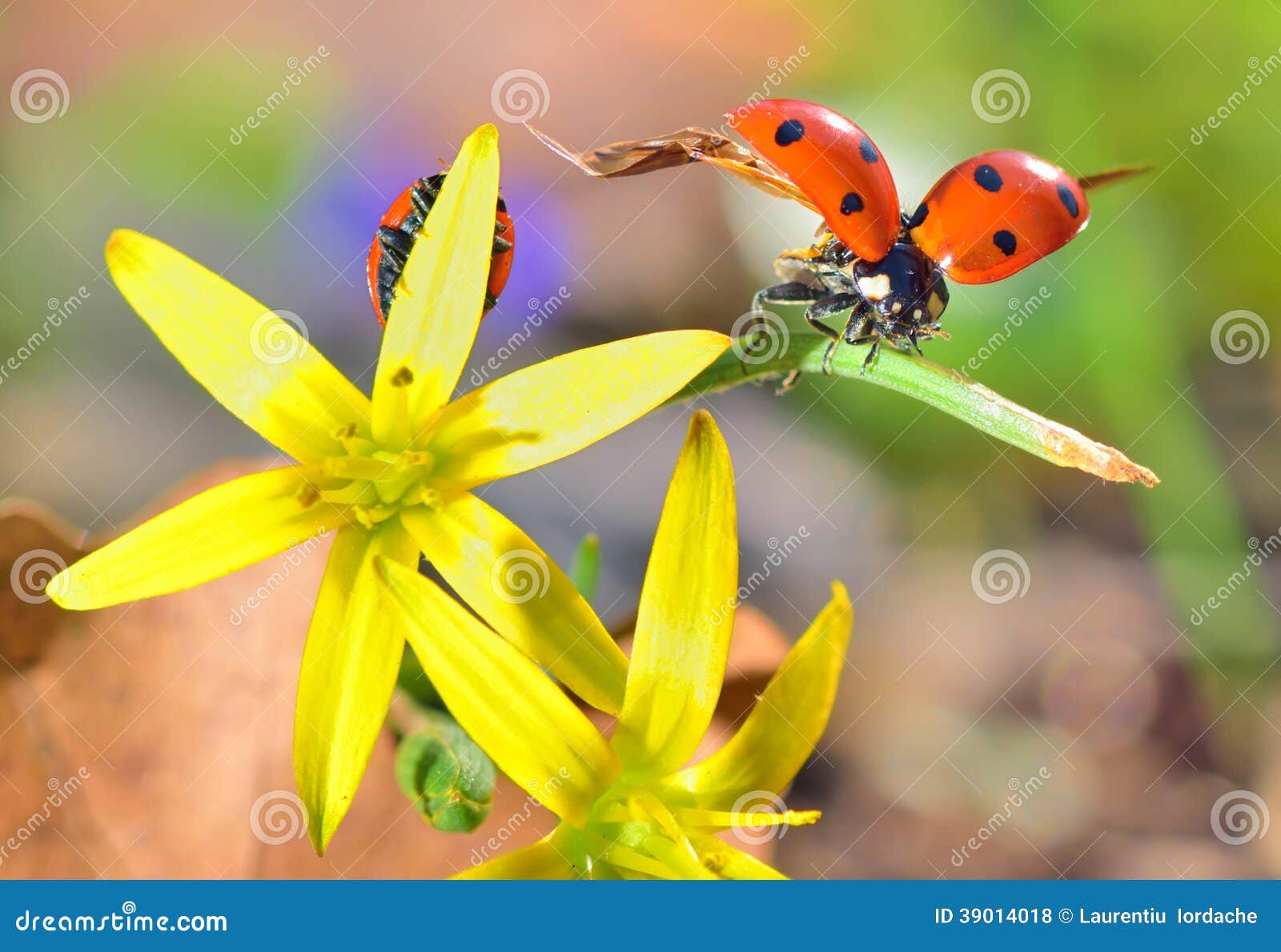 Ladybugs on spring flowers stock photo. Image of luck - 39014018