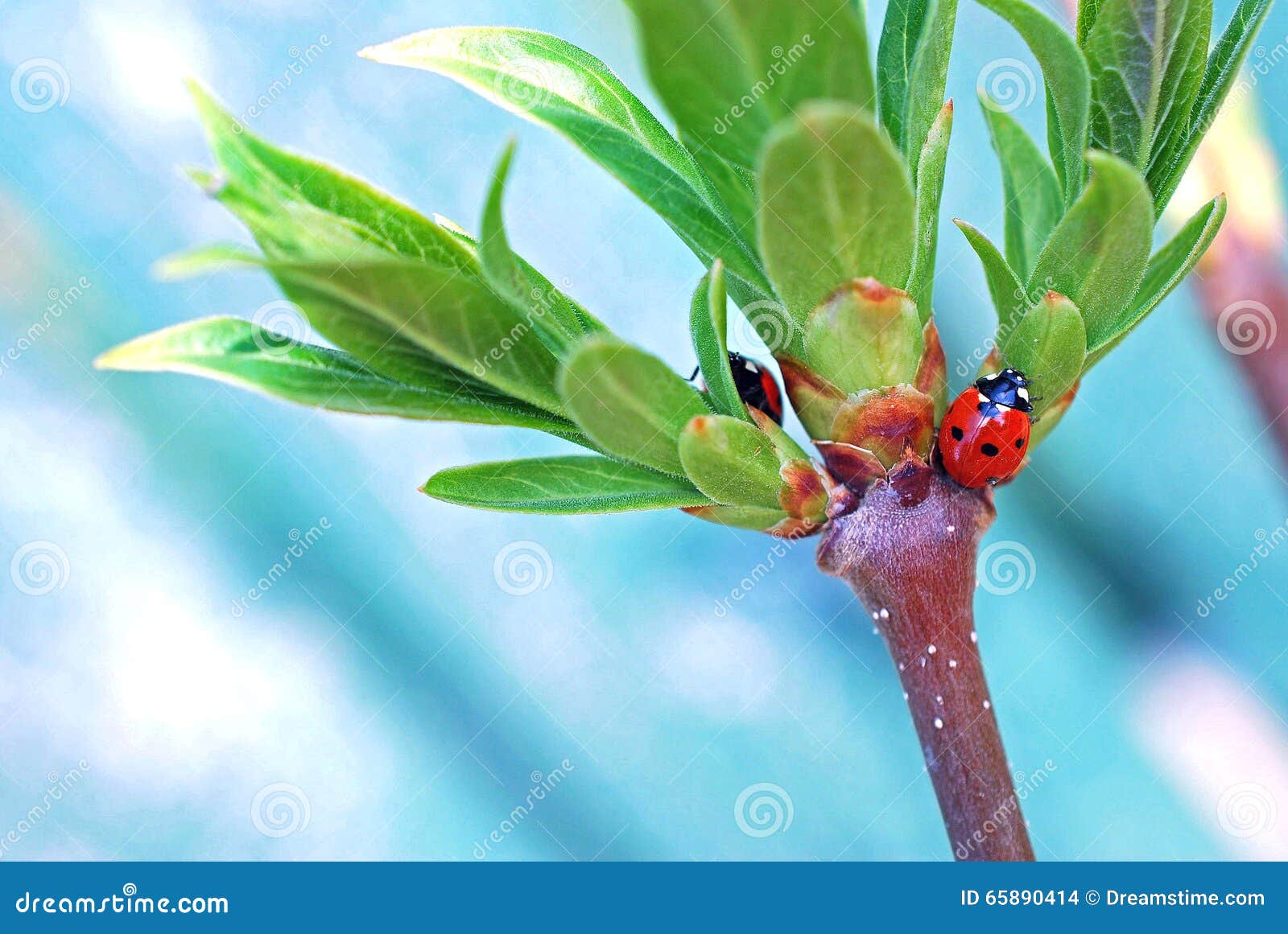 Ladybugs in Spring stock photo. Image of leaf, macro - 65890414