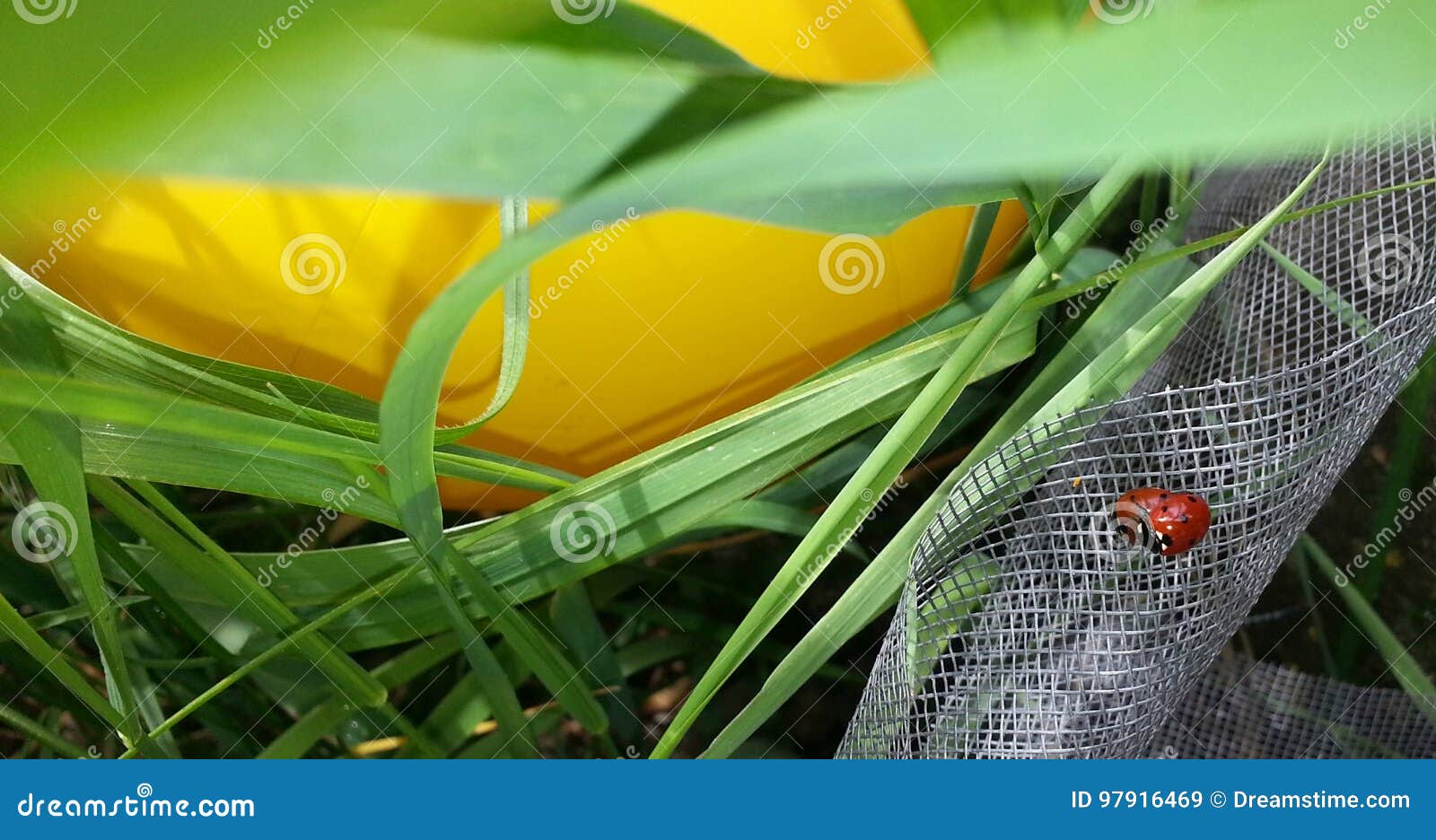 Ladybugs in Summer stock image. Image of waiting, ladybugs - 97916469