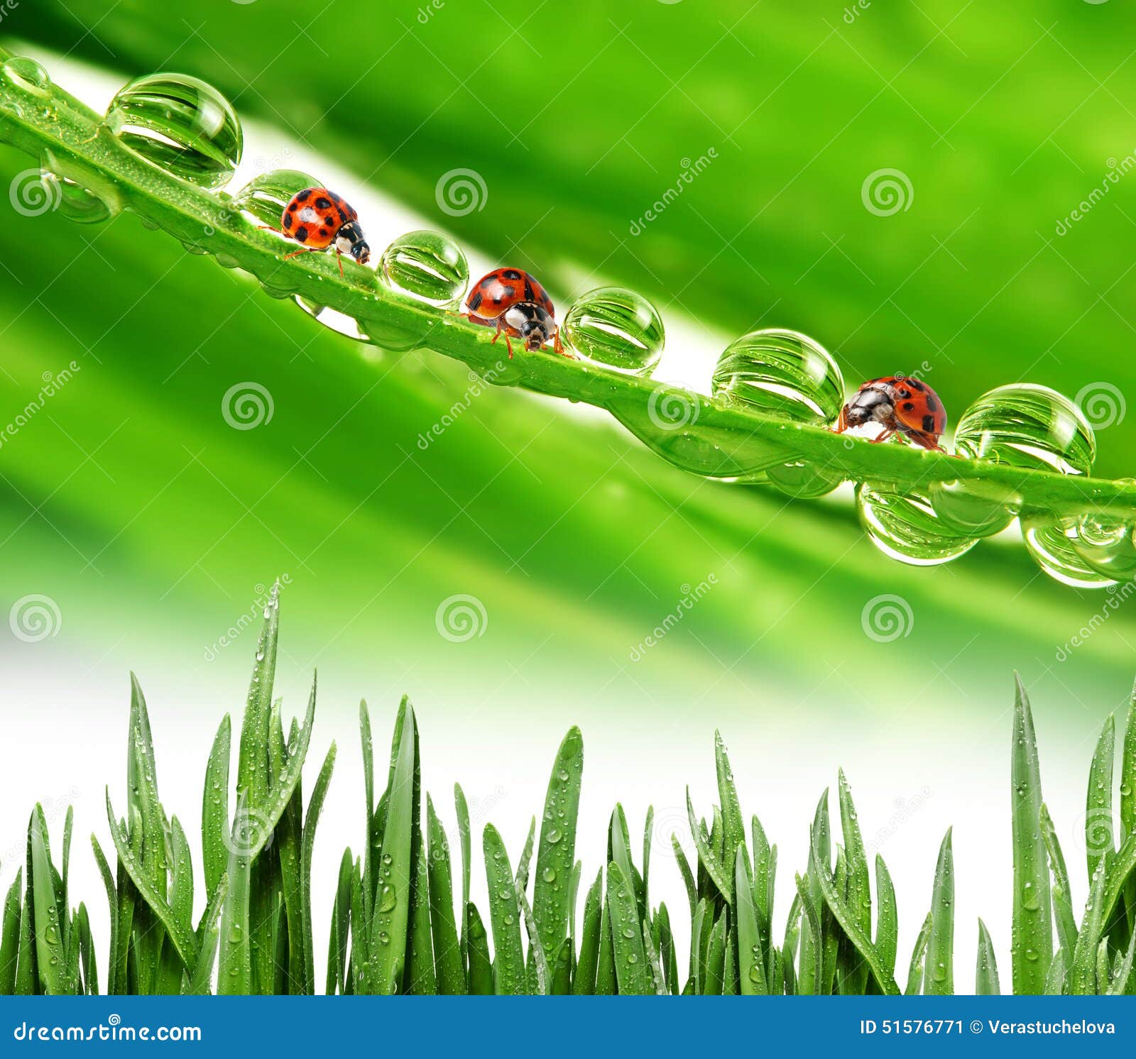 Ladybugs stock image. Image of detail, ladybugs, entomology - 51576771